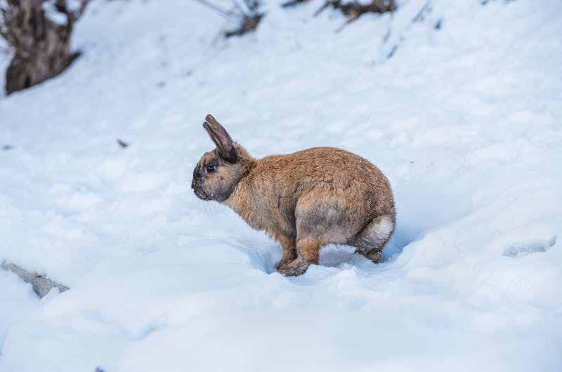 Snow Bunny Photos, Download The BEST Free Snow Bunny Stock Photos & HD ...
