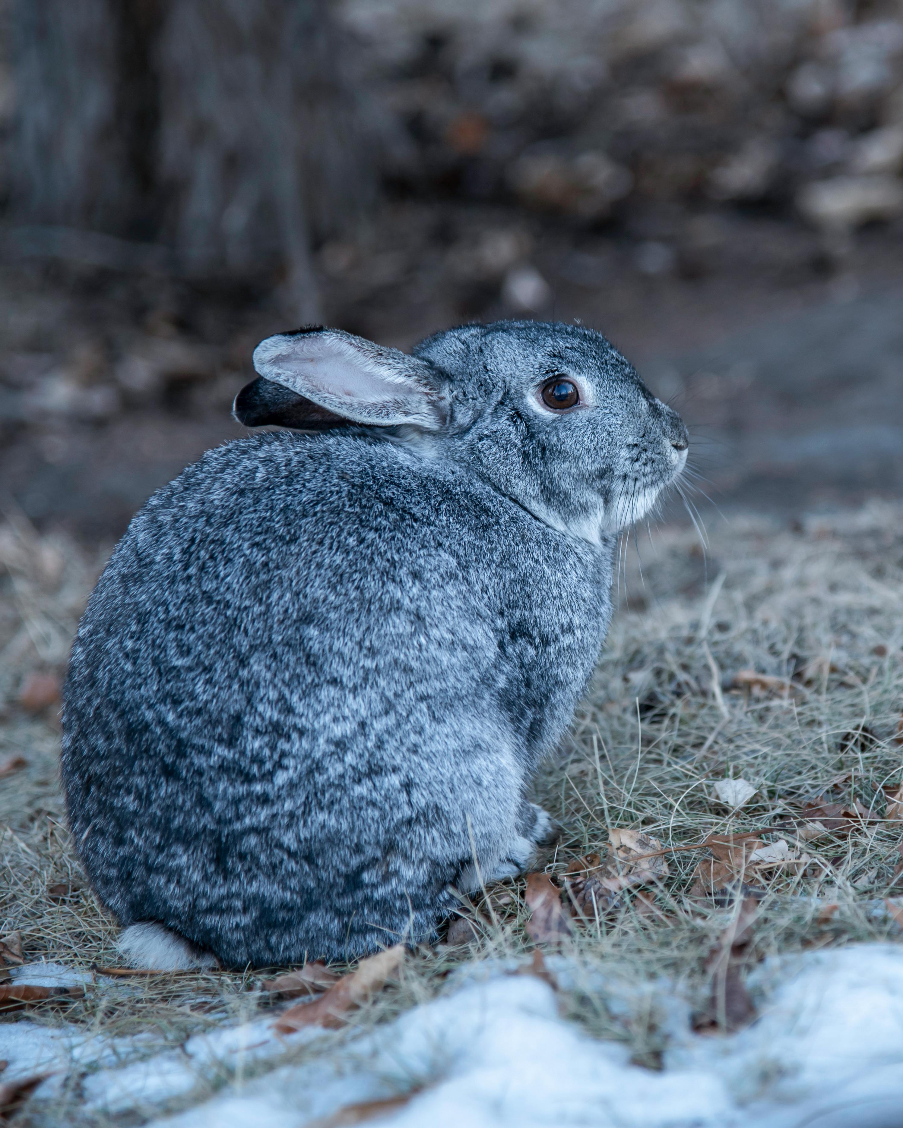 Rabbit on Grass · Free Stock Photo