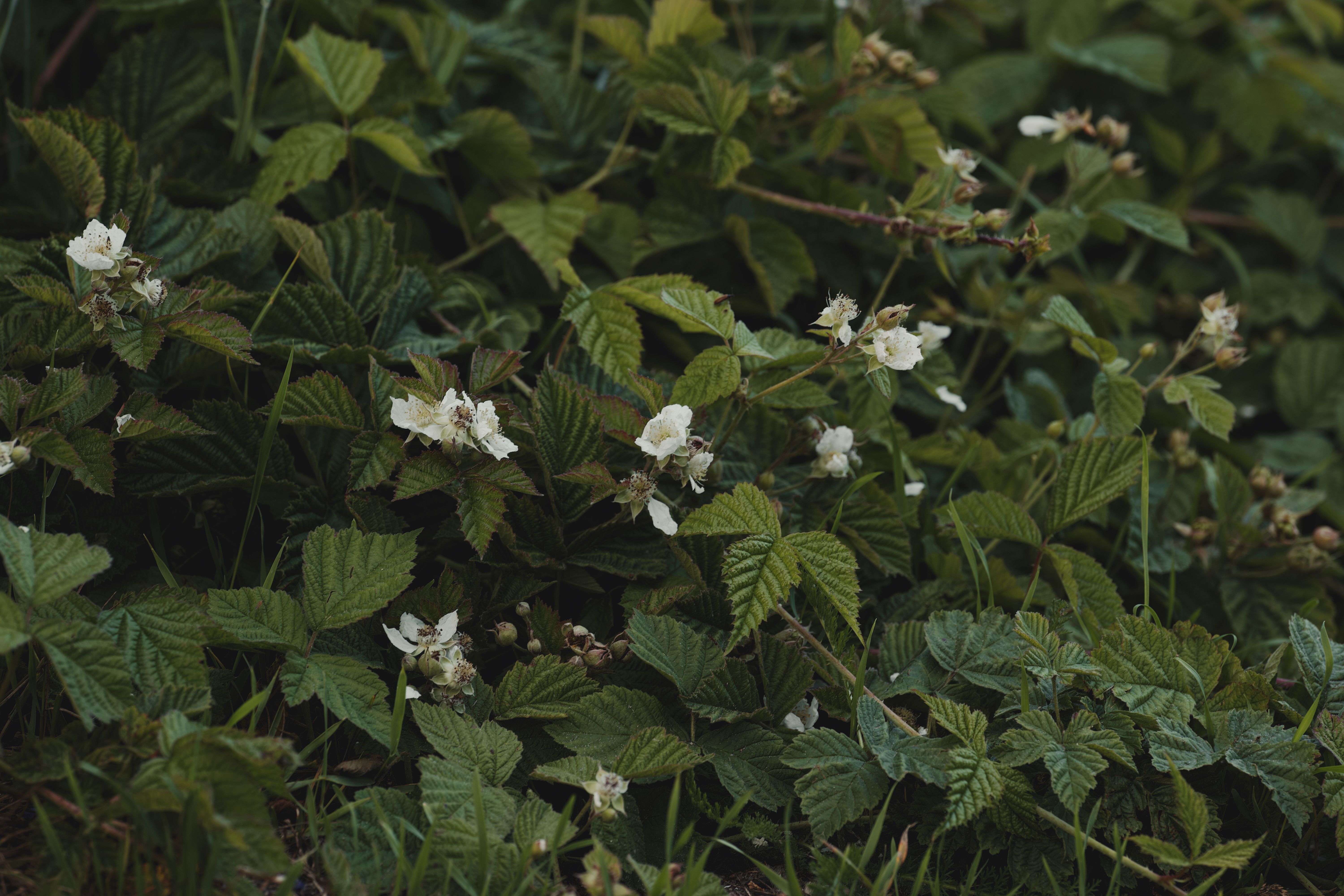 Rubus Alceifolius Photos, Download The BEST Free Rubus Alceifolius ...