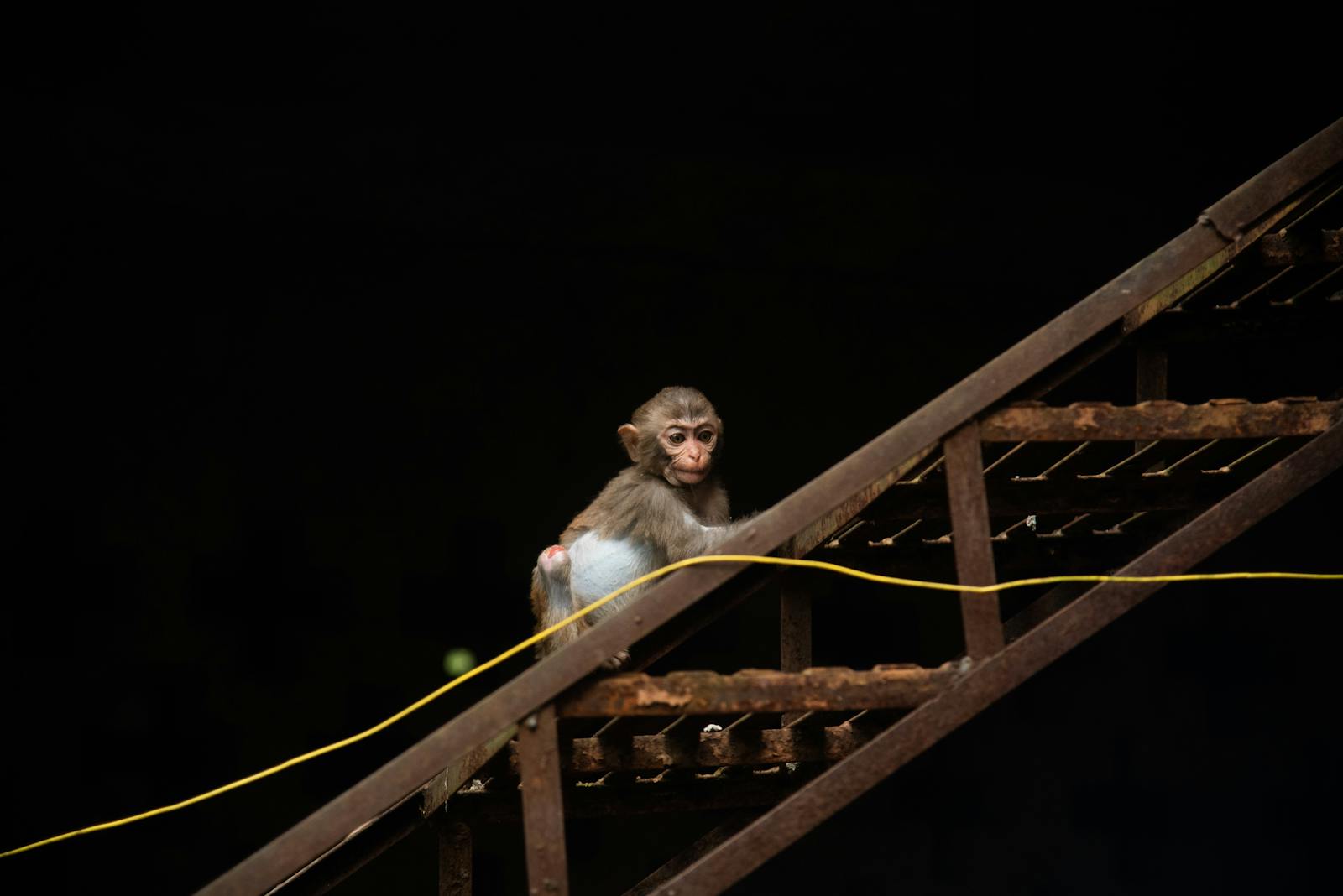 Big Black Monkey Boy Photos, Download The BEST Free Big Black Monkey ...