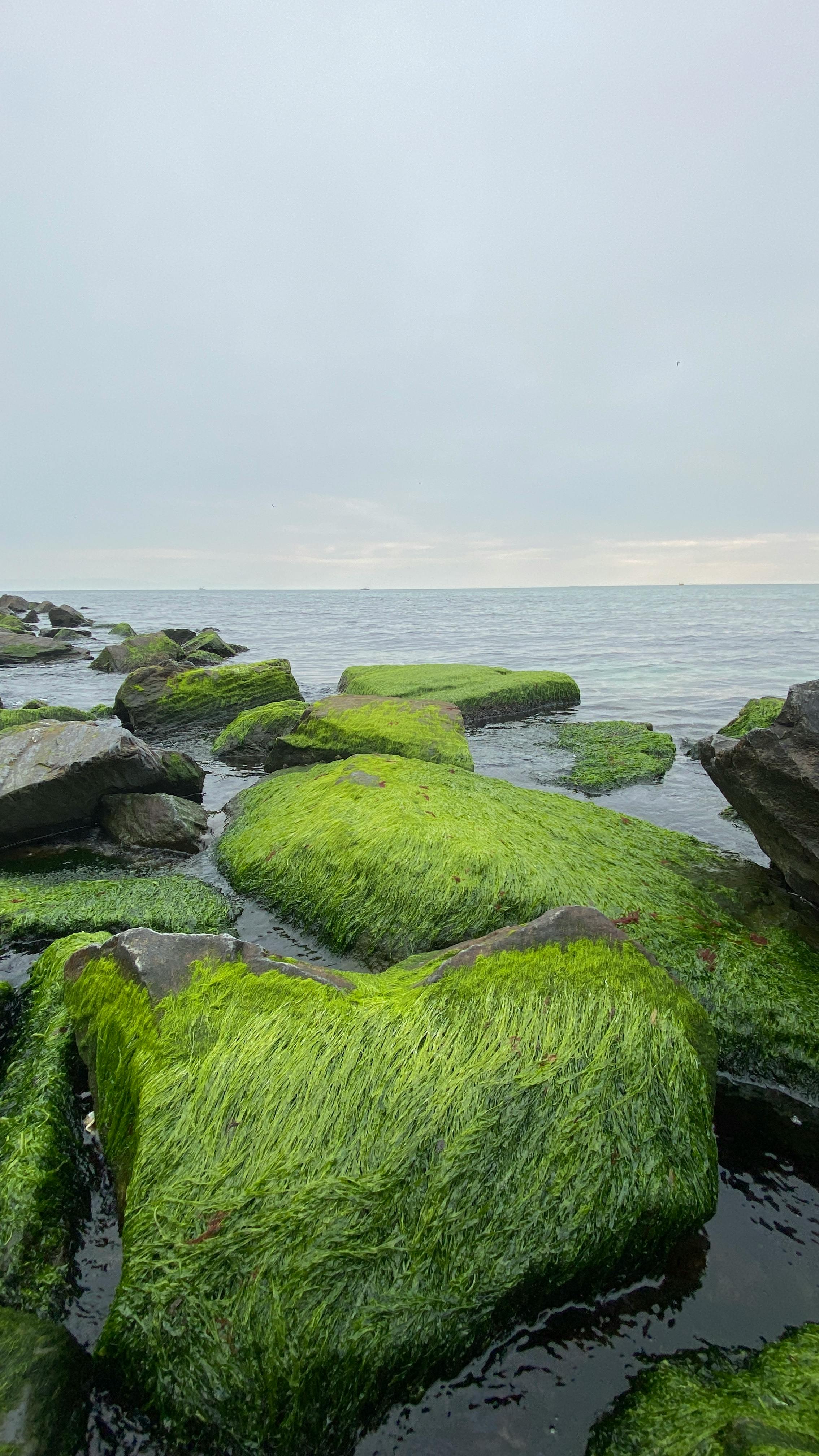 Moss on Rocks on Sea Shore · Free Stock Photo