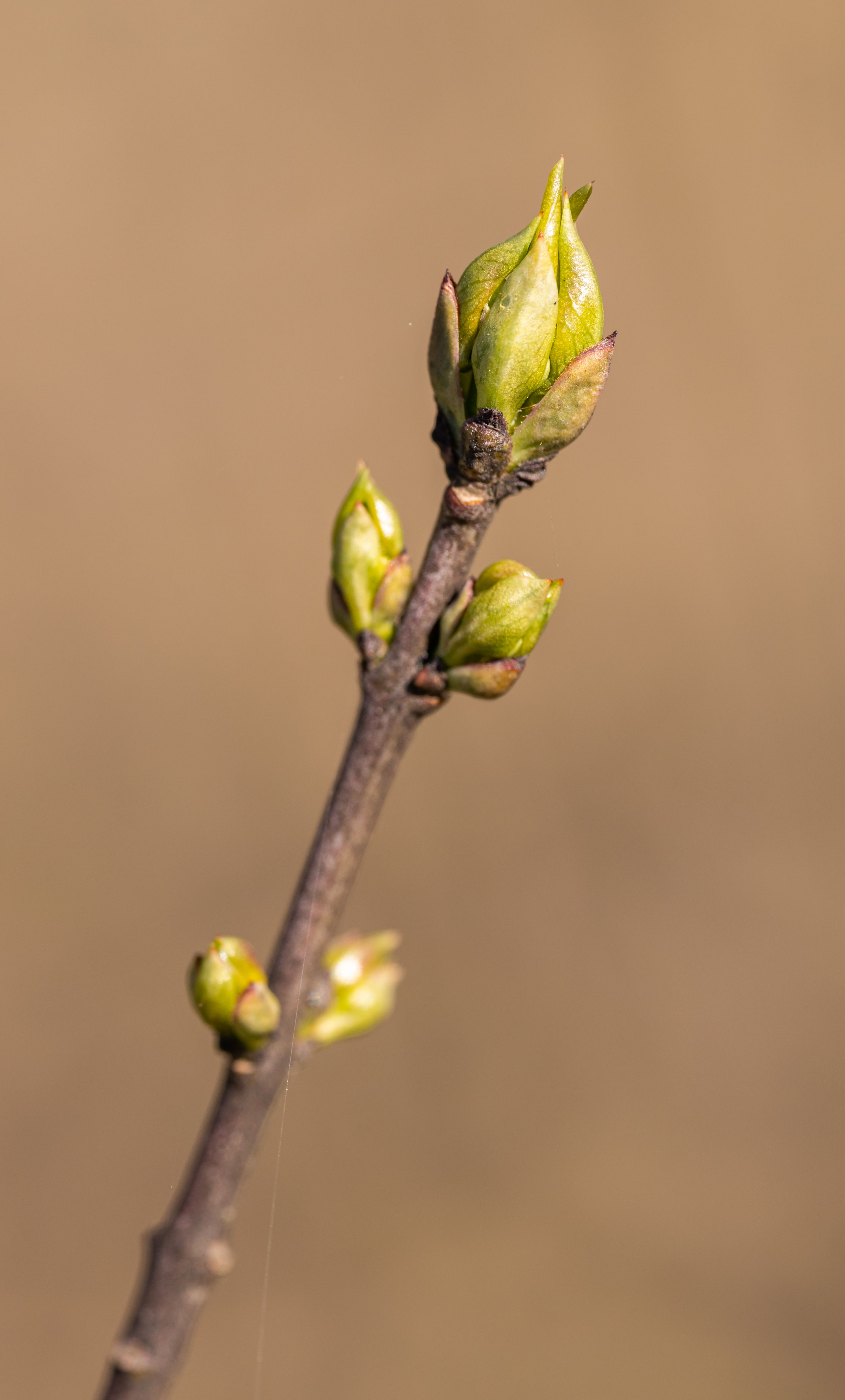 Leaf Buds on a Tree Twig about to Open · Free Stock Photo