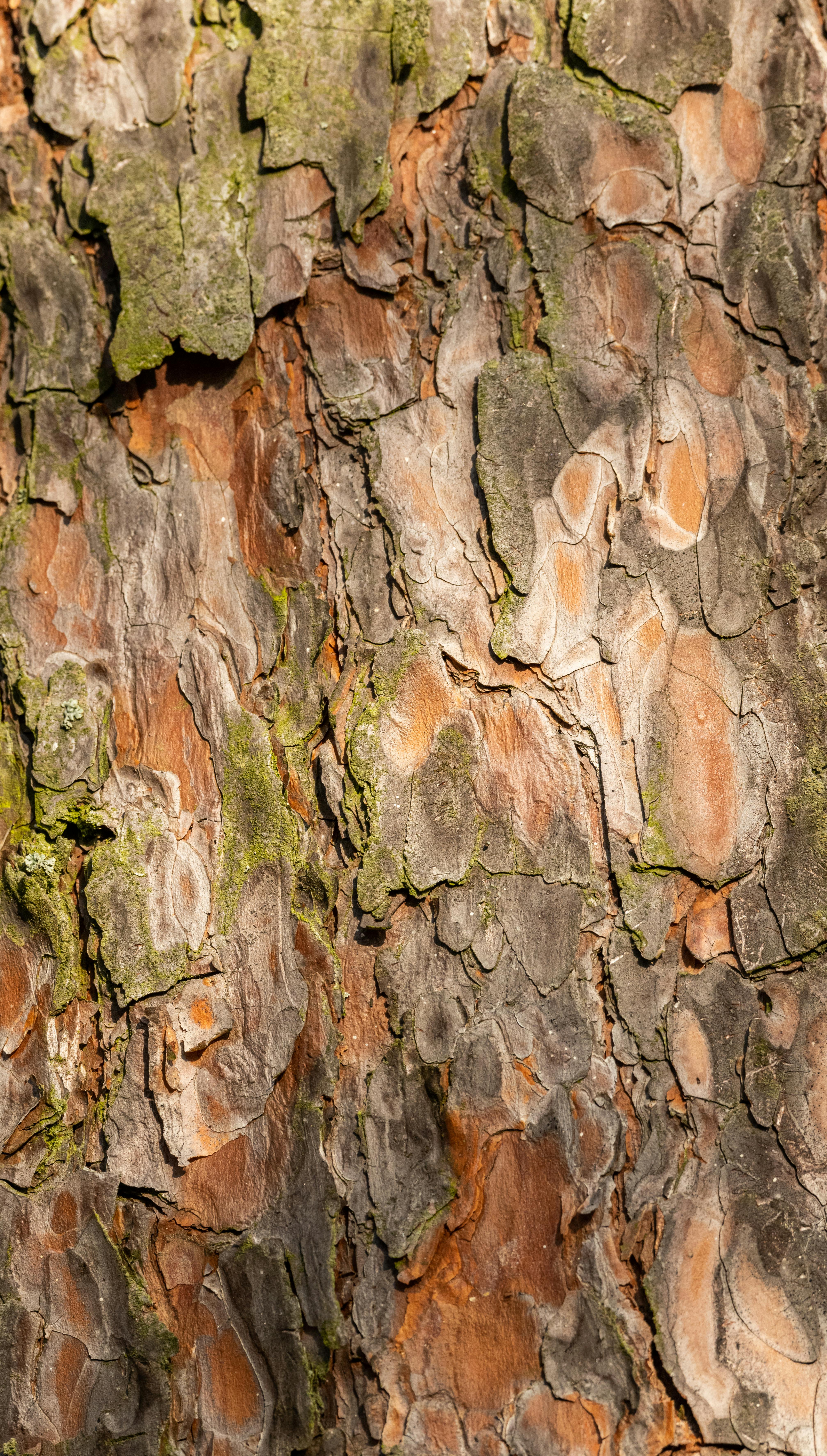 Close-Up View of Tree Bark Texture · Free Stock Photo