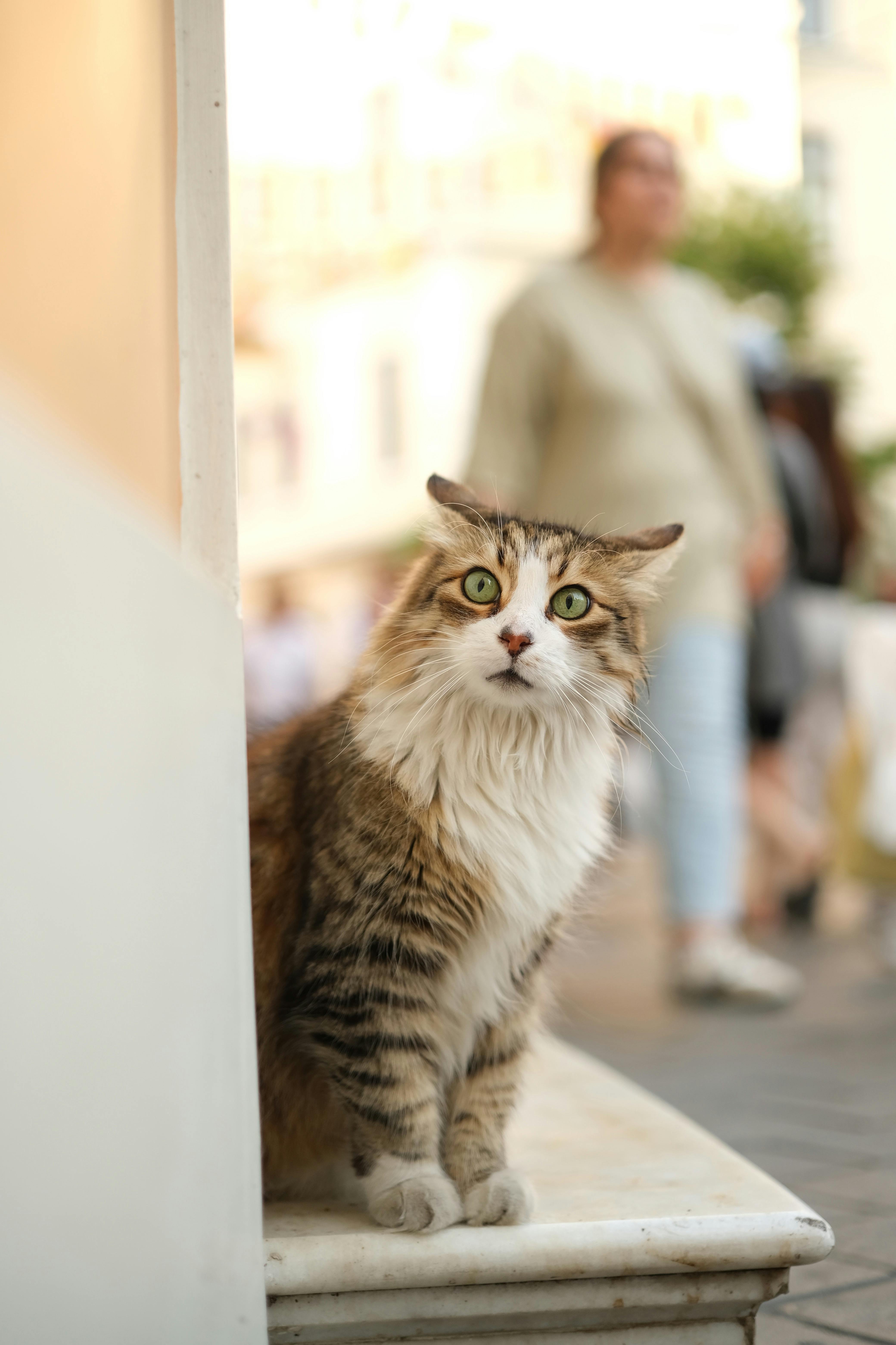 Dojo Cat Street Photos, Download The BEST Free Dojo Cat Street Stock ...