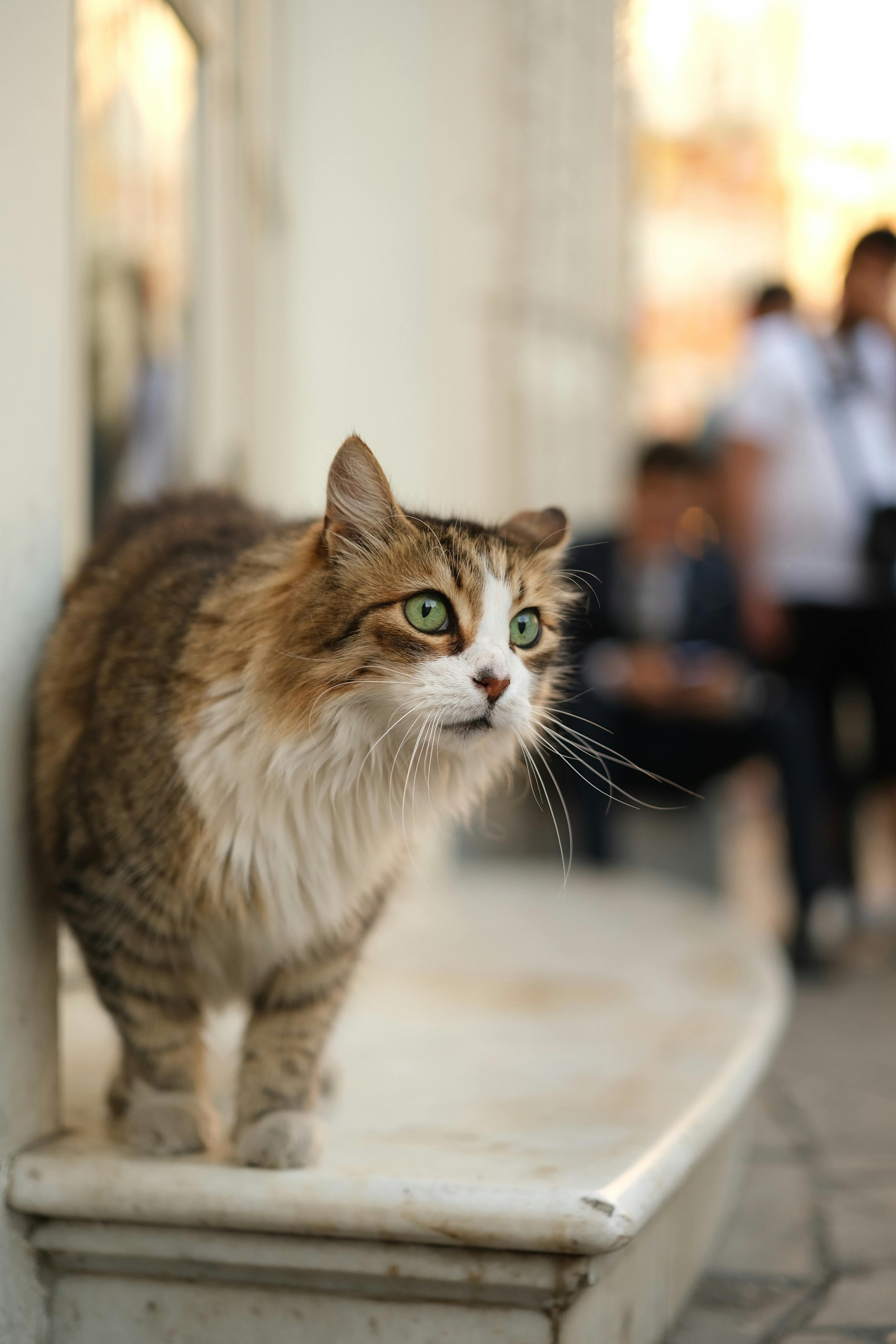 Furry Stray Cat Standing on a Street Bench · Free Stock Photo