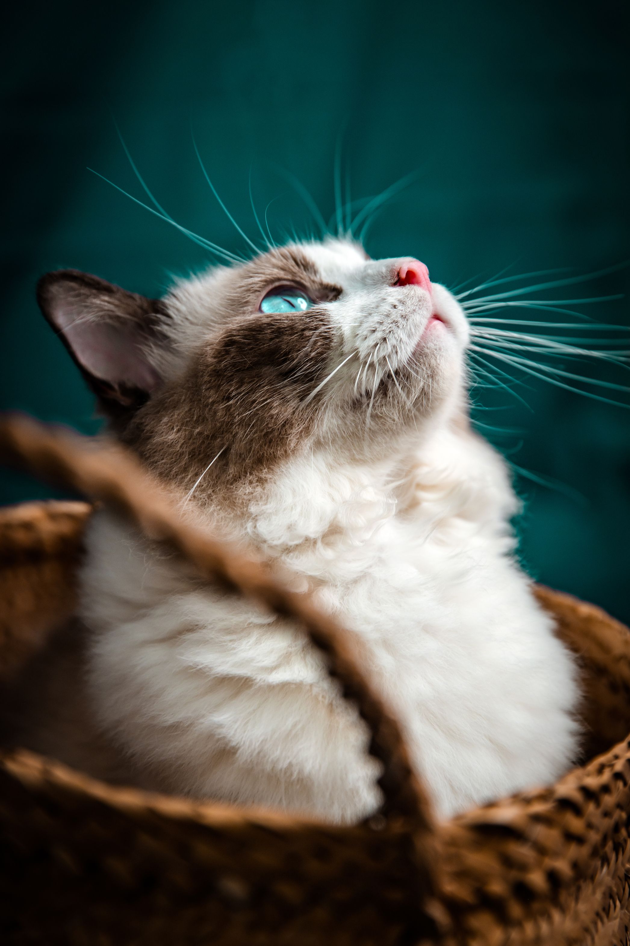 Stressed Cat Photos, Download The BEST Free Stressed Cat Stock Photos ...