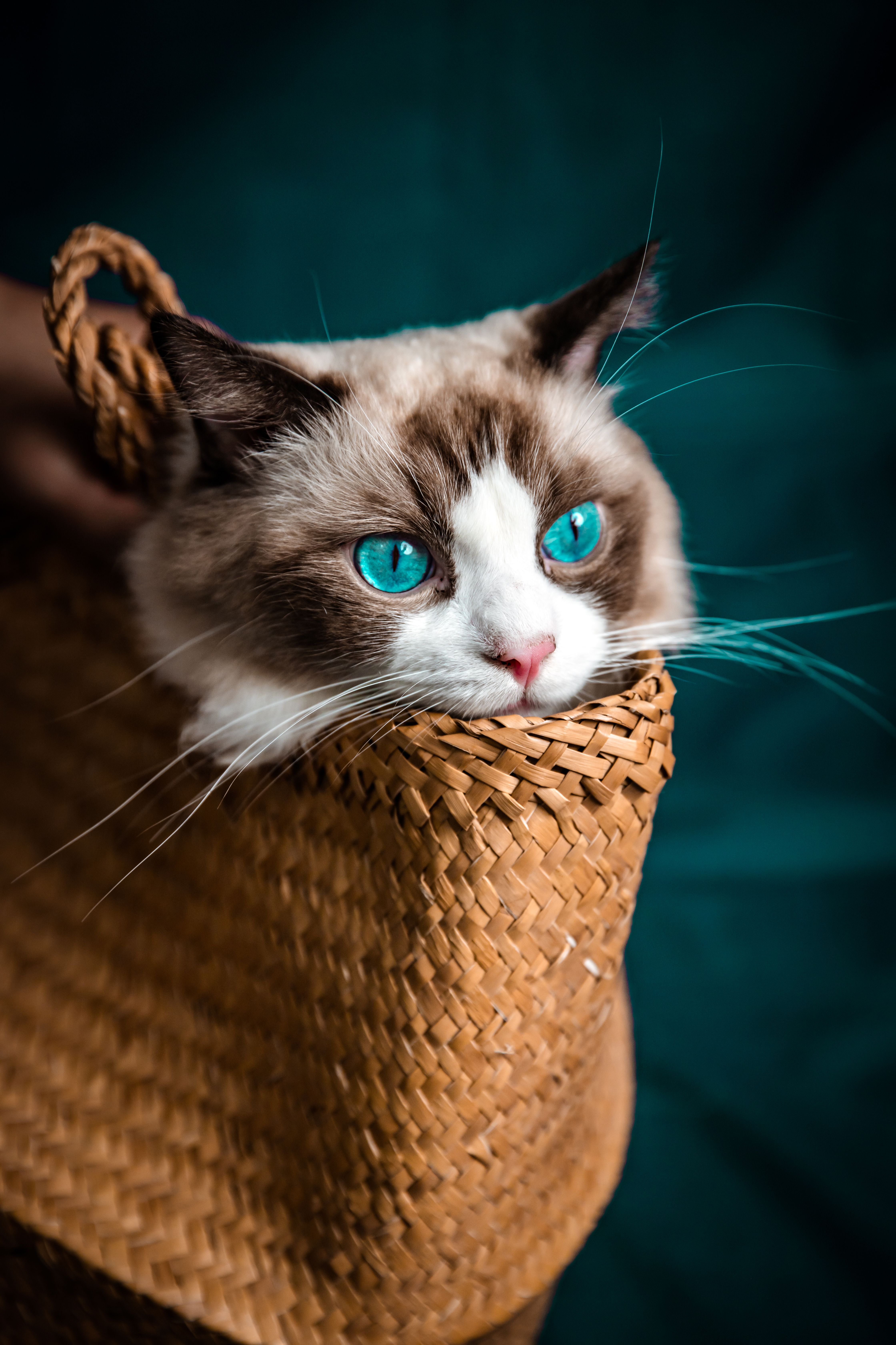 Cat in Bag · Free Stock Photo