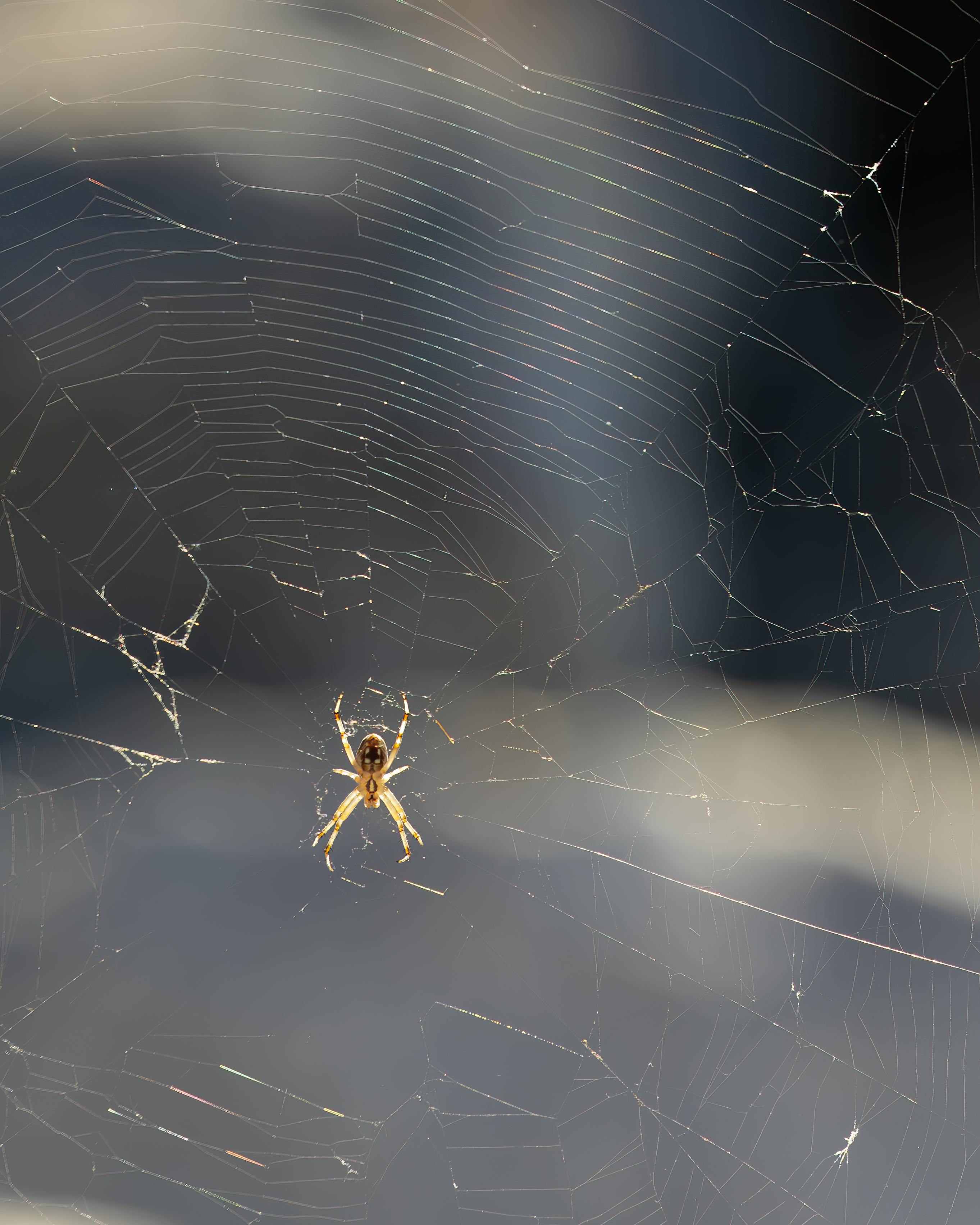 Close-up Photo of Spider Web · Free Stock Photo