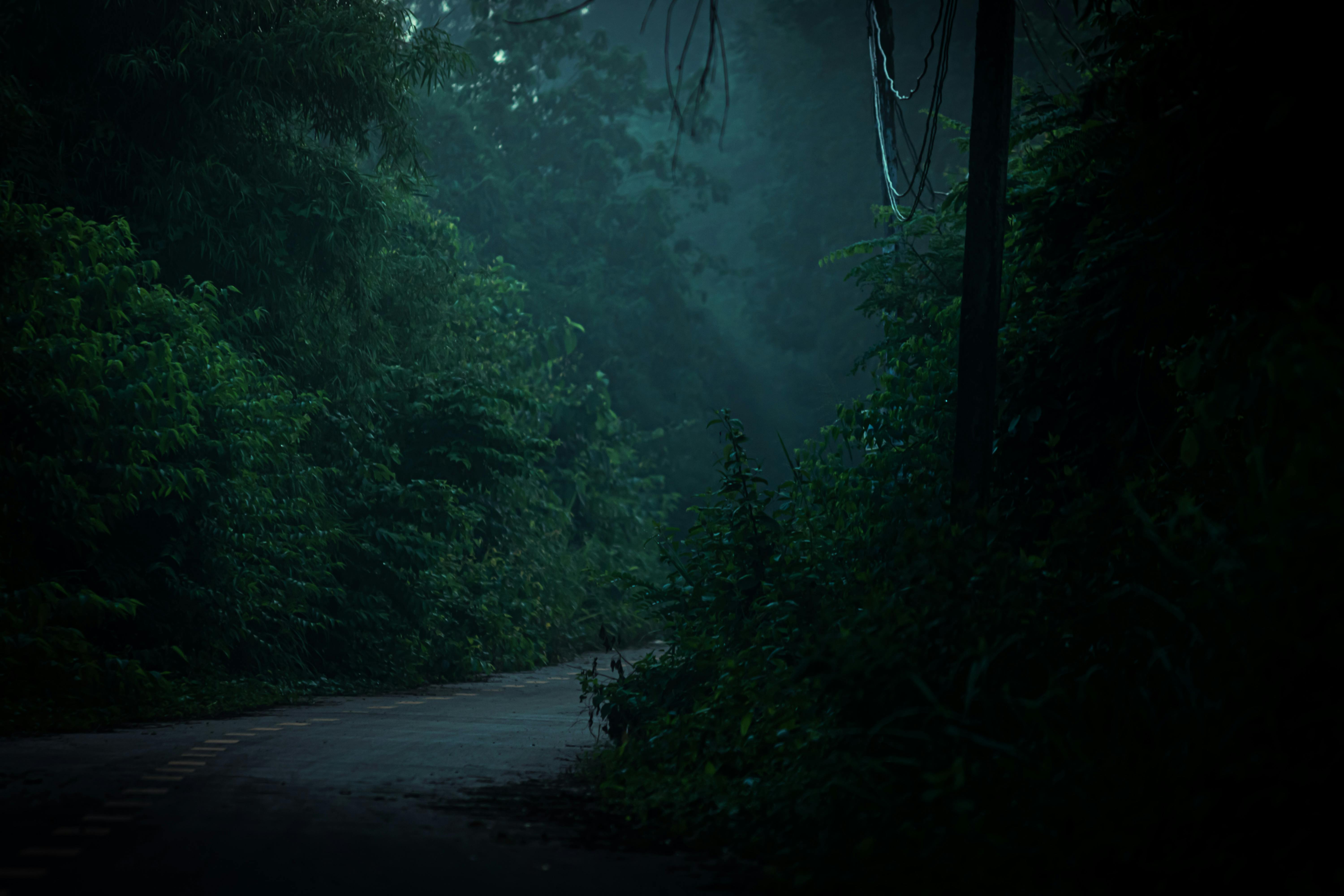 Road in a Thick Forest · Free Stock Photo