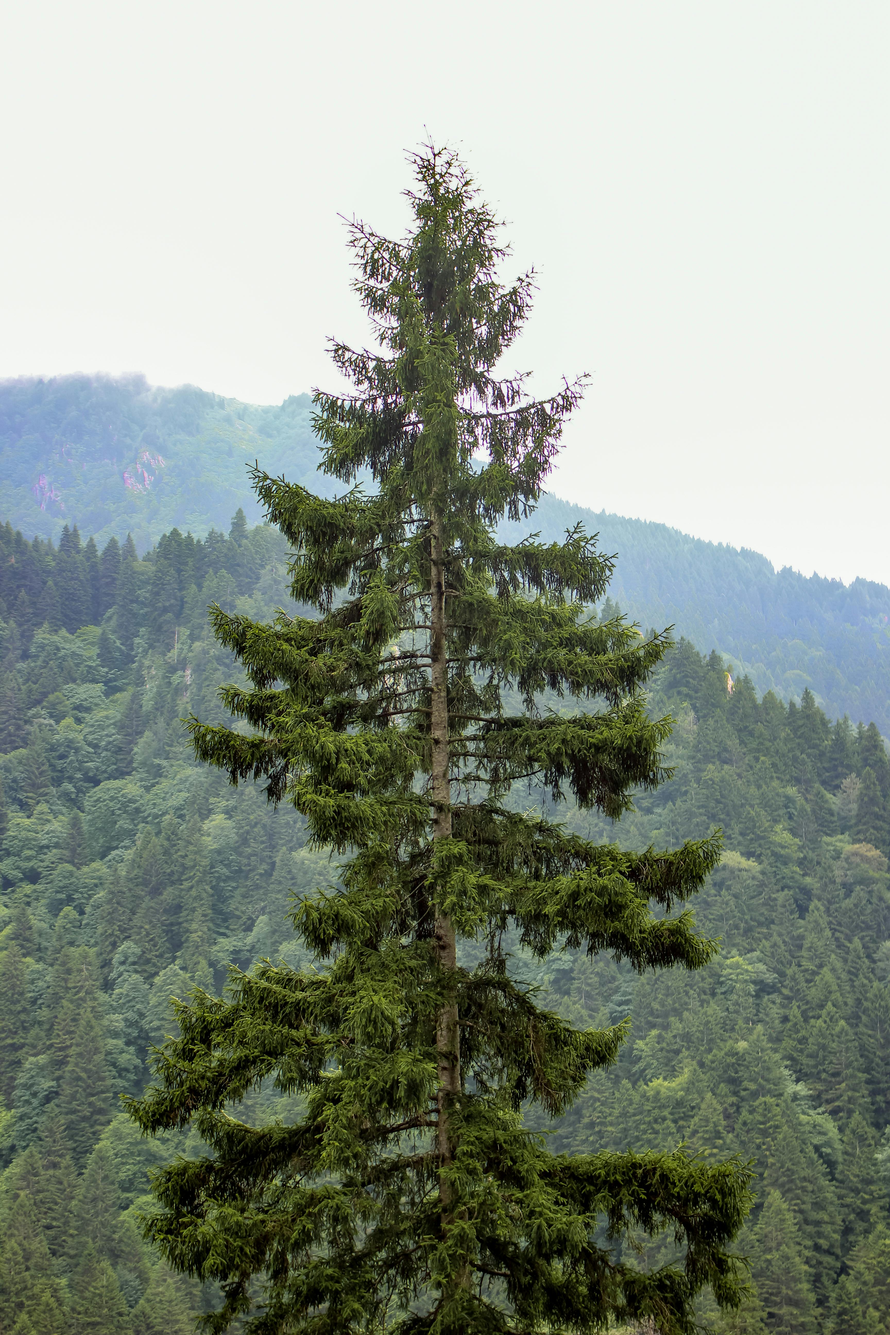 Tall Fir Tree in the Mountains · Free Stock Photo