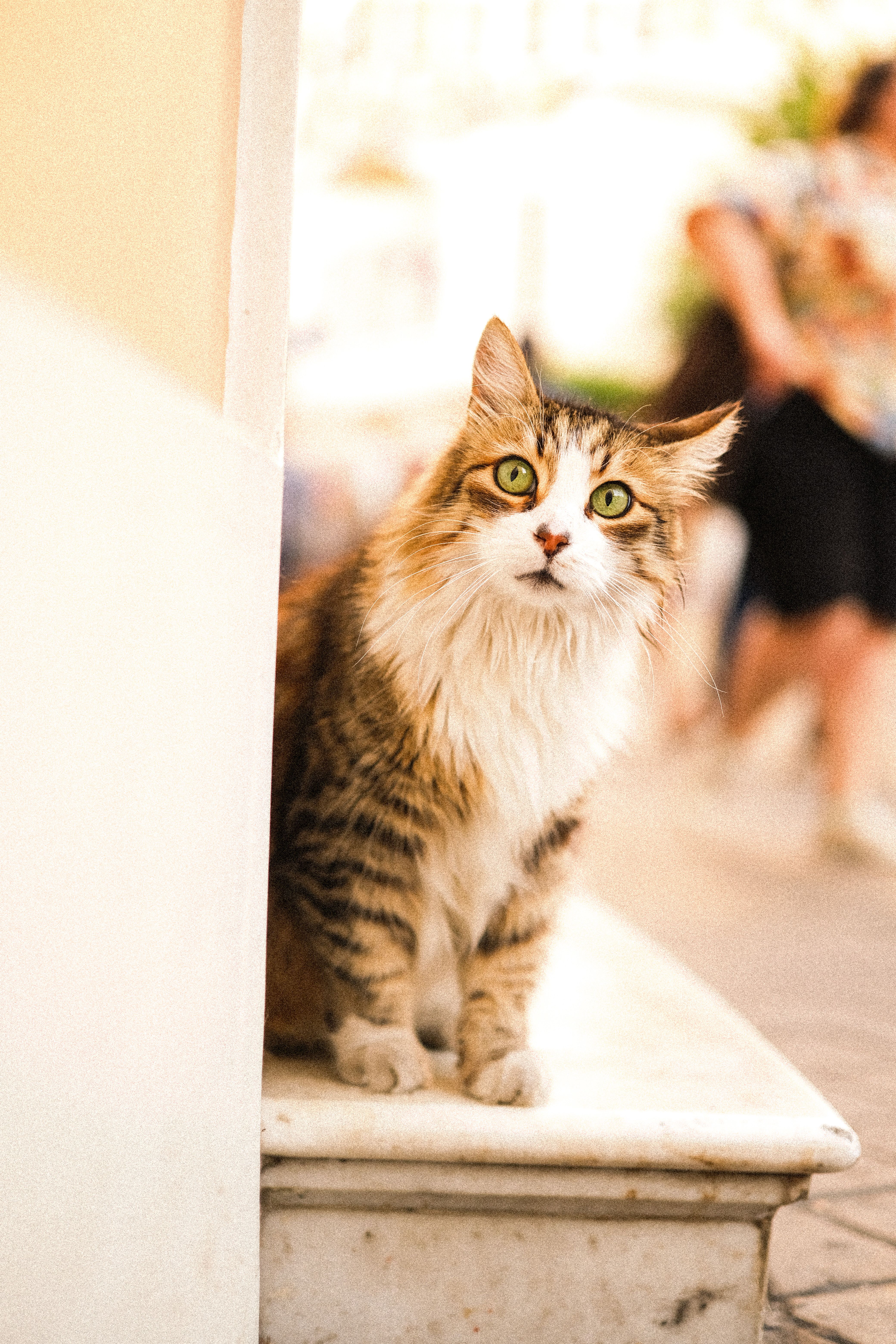 Cute Curious Cat · Free Stock Photo