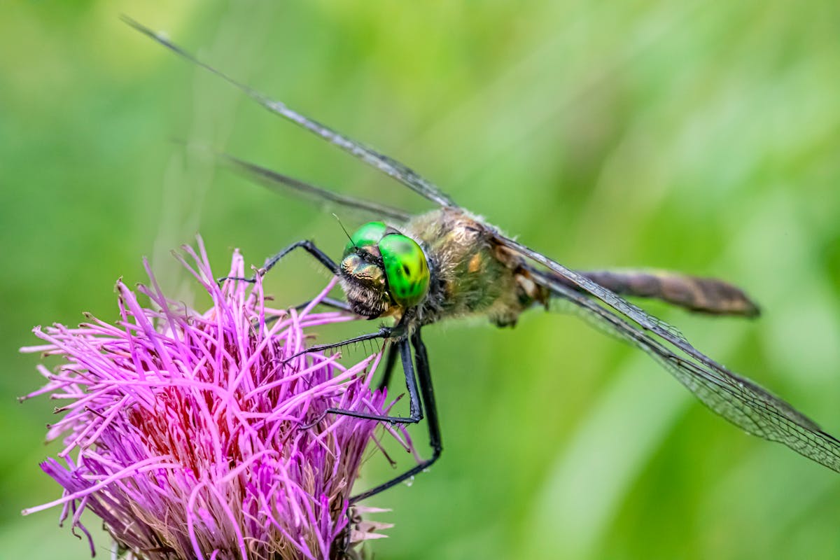 Dragonfly Images Photos, Download The BEST Free Dragonfly Images Stock ...
