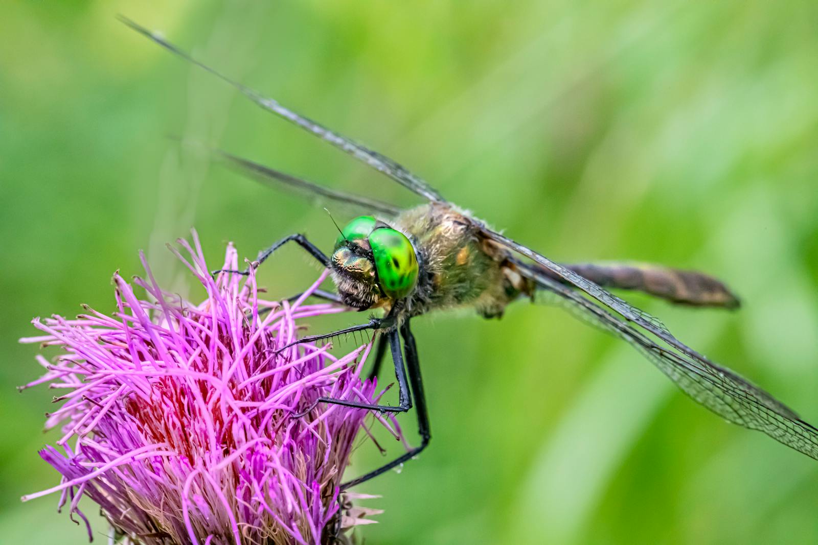 Dragonfly Images Photos, Download The BEST Free Dragonfly Images Stock ...