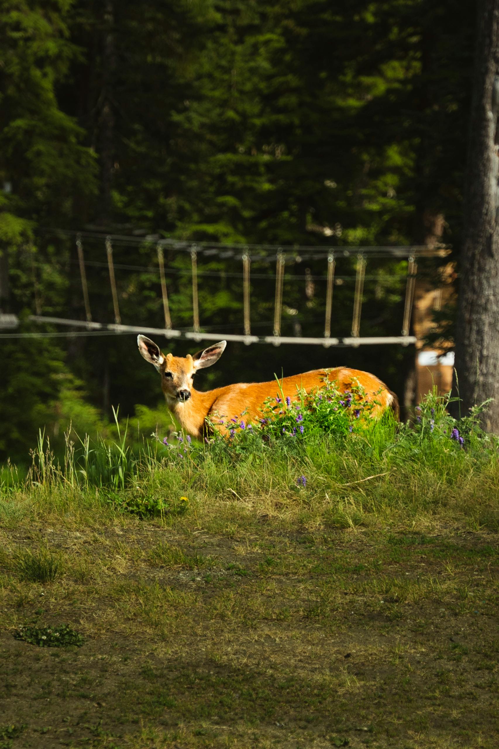 Deer Teeth Photos, Download The BEST Free Deer Teeth Stock Photos & HD ...