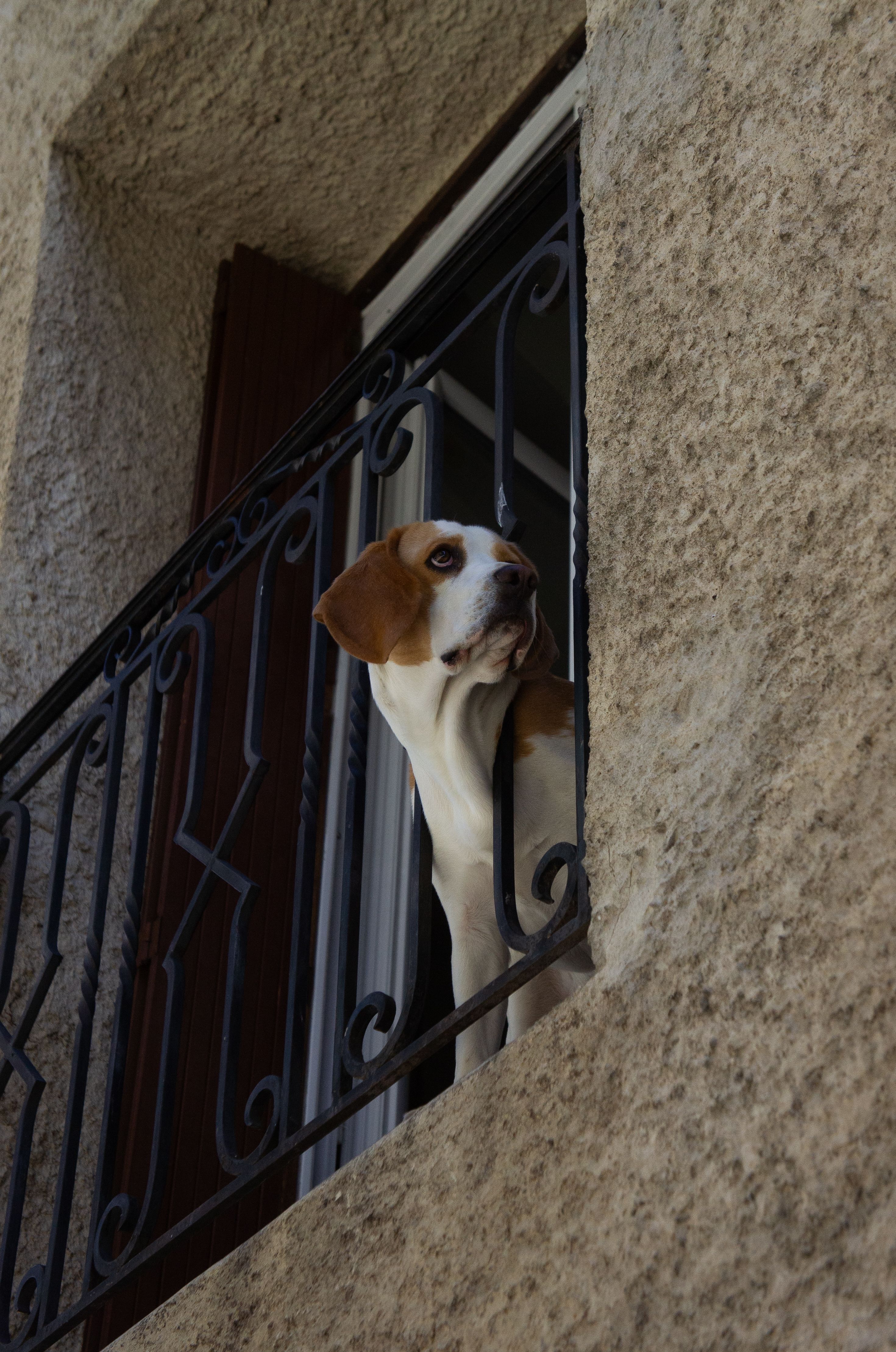 Dog Railing Photos, Download The BEST Free Dog Railing Stock Photos ...