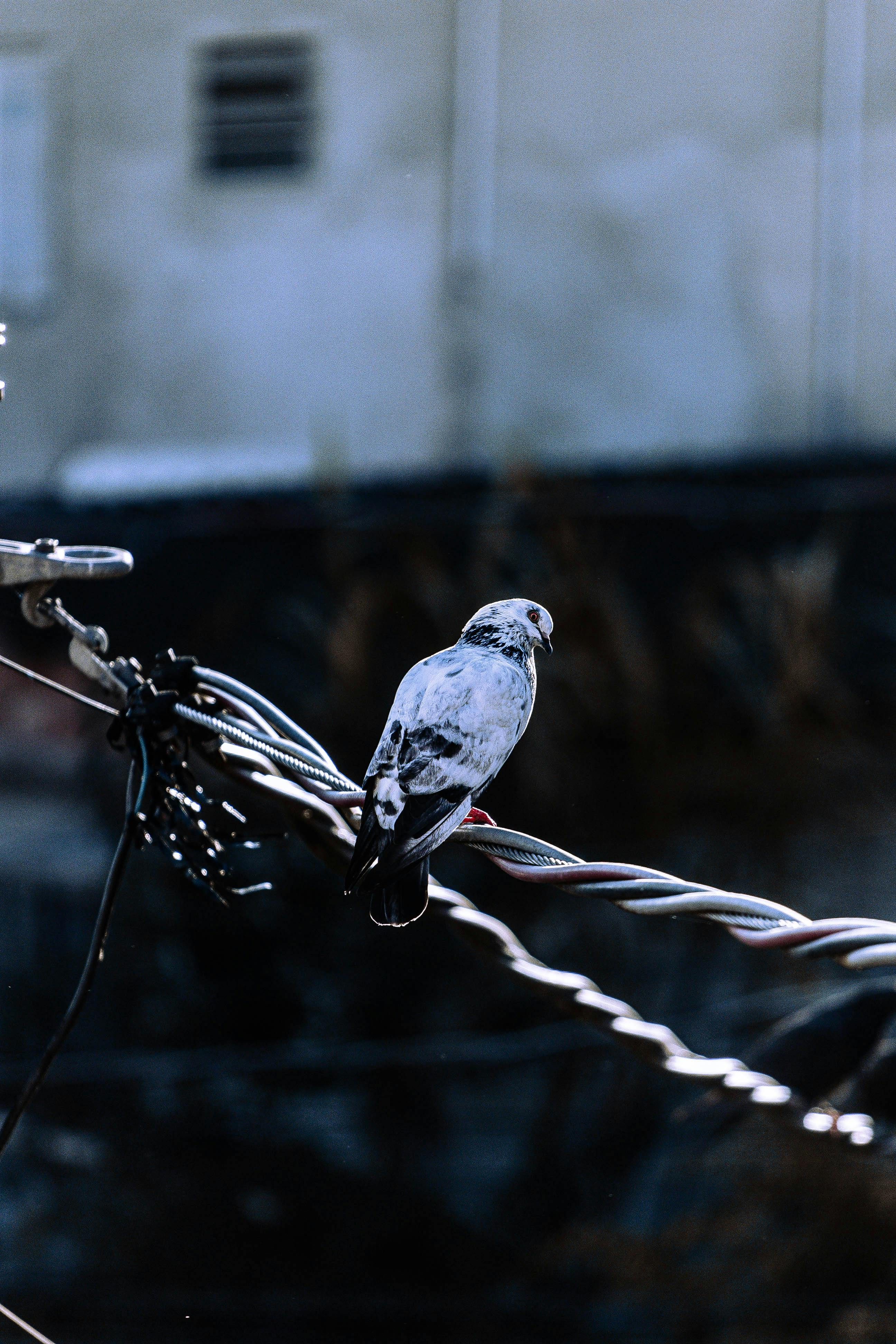Pigeon Perching on Cables · Free Stock Photo