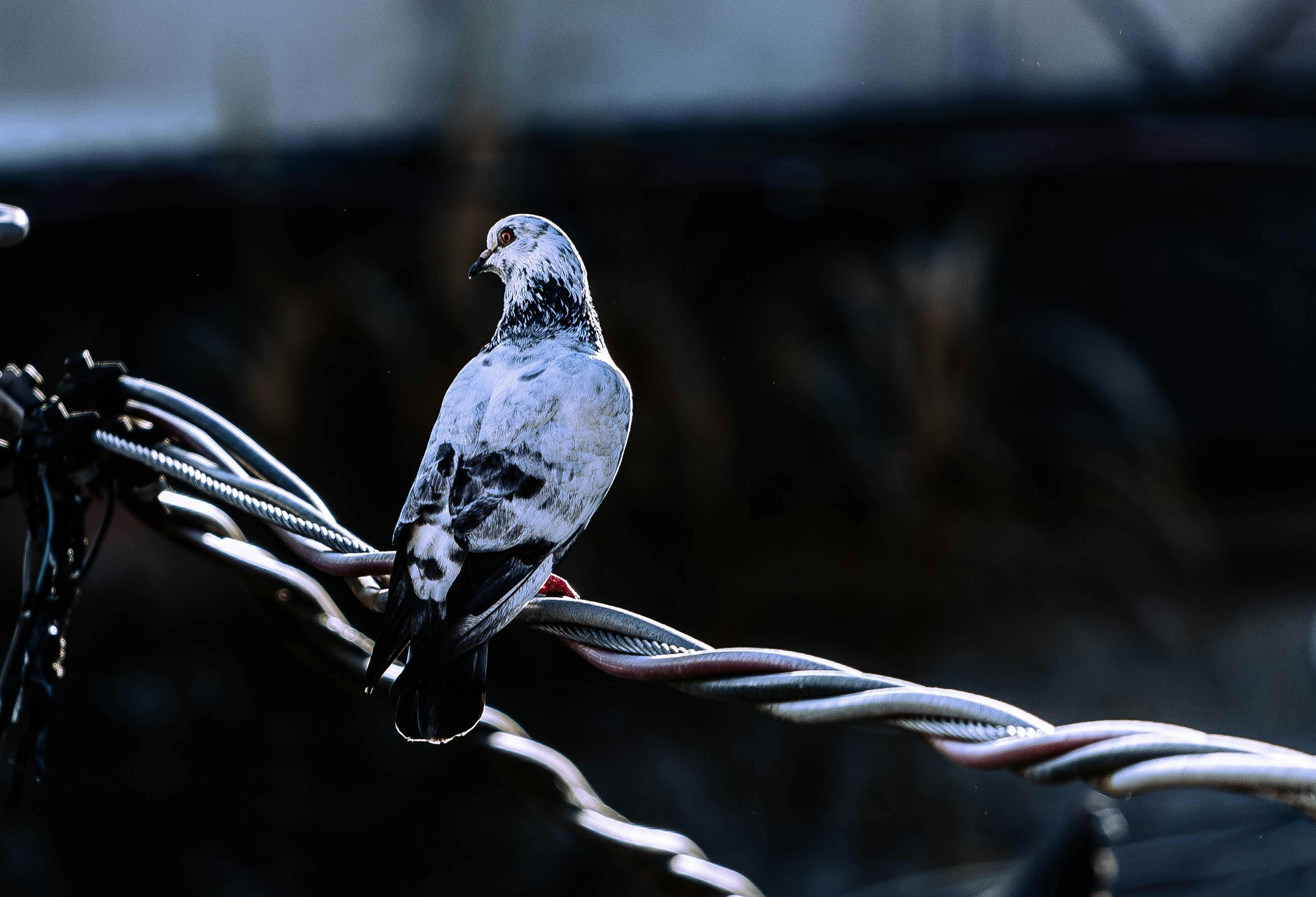 Pigeon Perching on a Stone Wall · Free Stock Photo