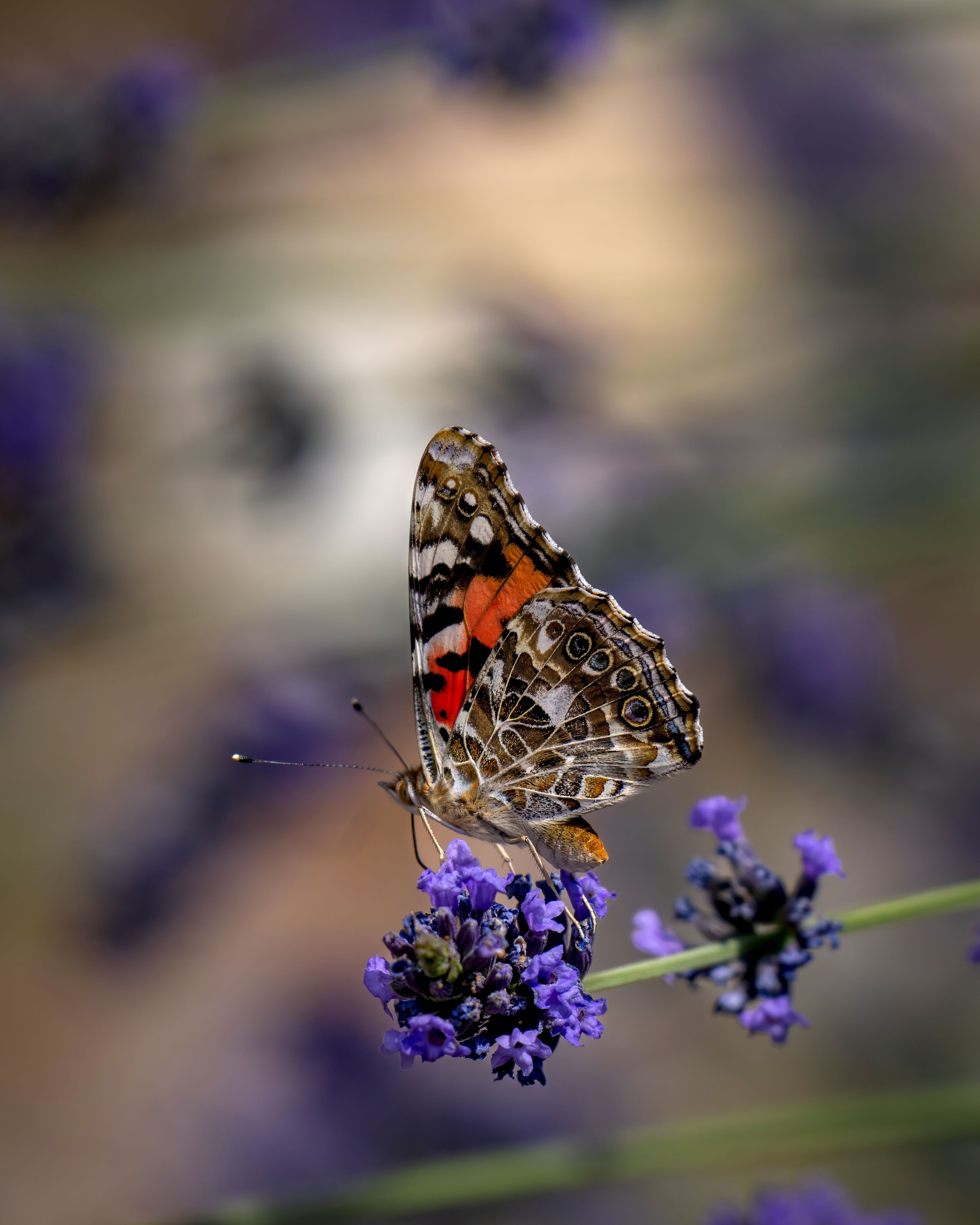 Butterfly Line Photos, Download The BEST Free Butterfly Line Stock ...