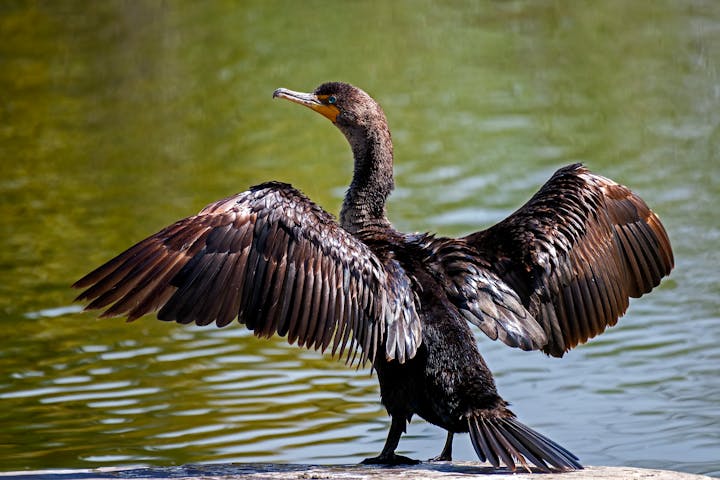 Colorado Bird Identification: A Comprehensive Species Guide