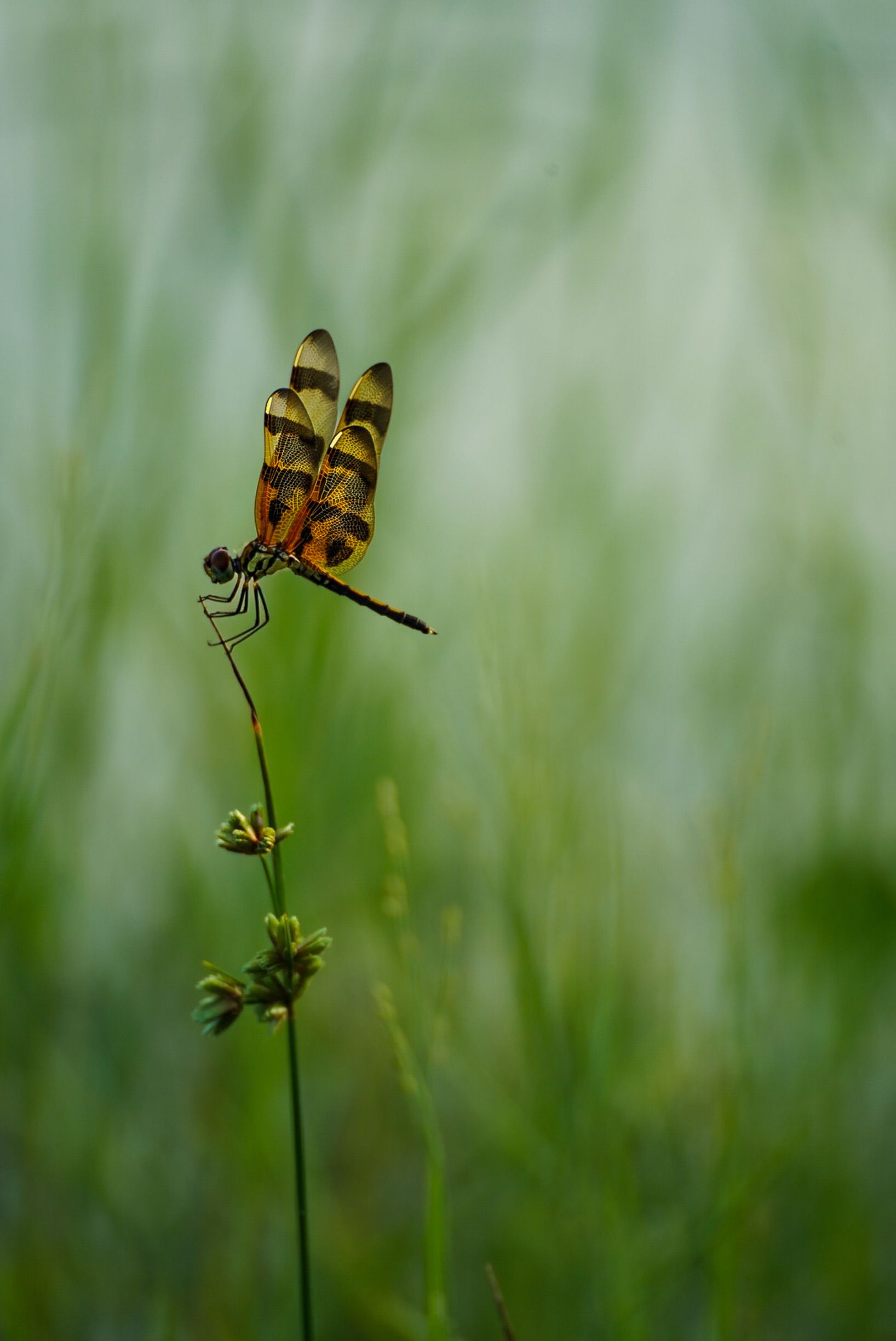 Plant Nature Photos, Download The BEST Free Plant Nature Stock Photos ...