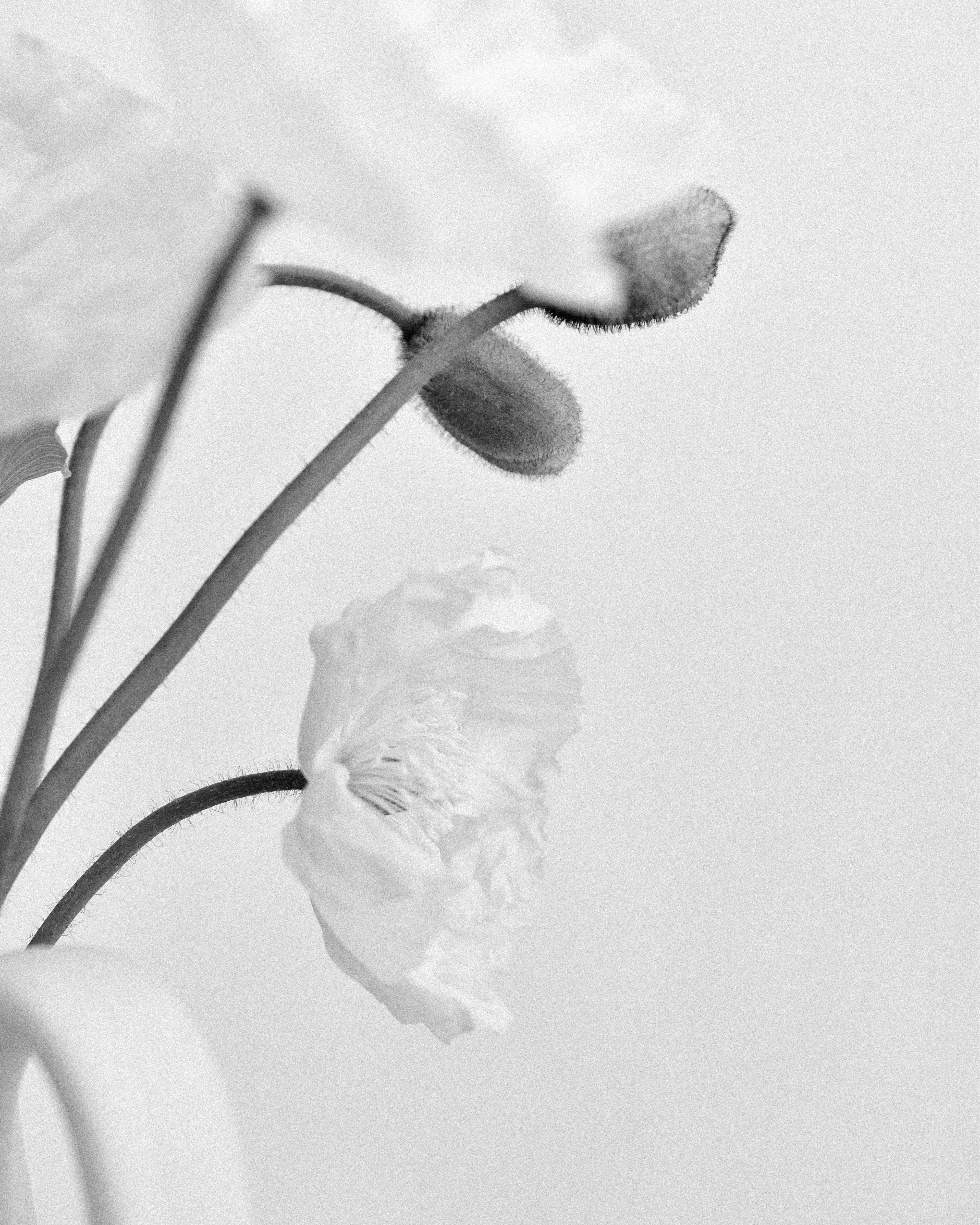 Grayscale Photography of Flowers · Free Stock Photo