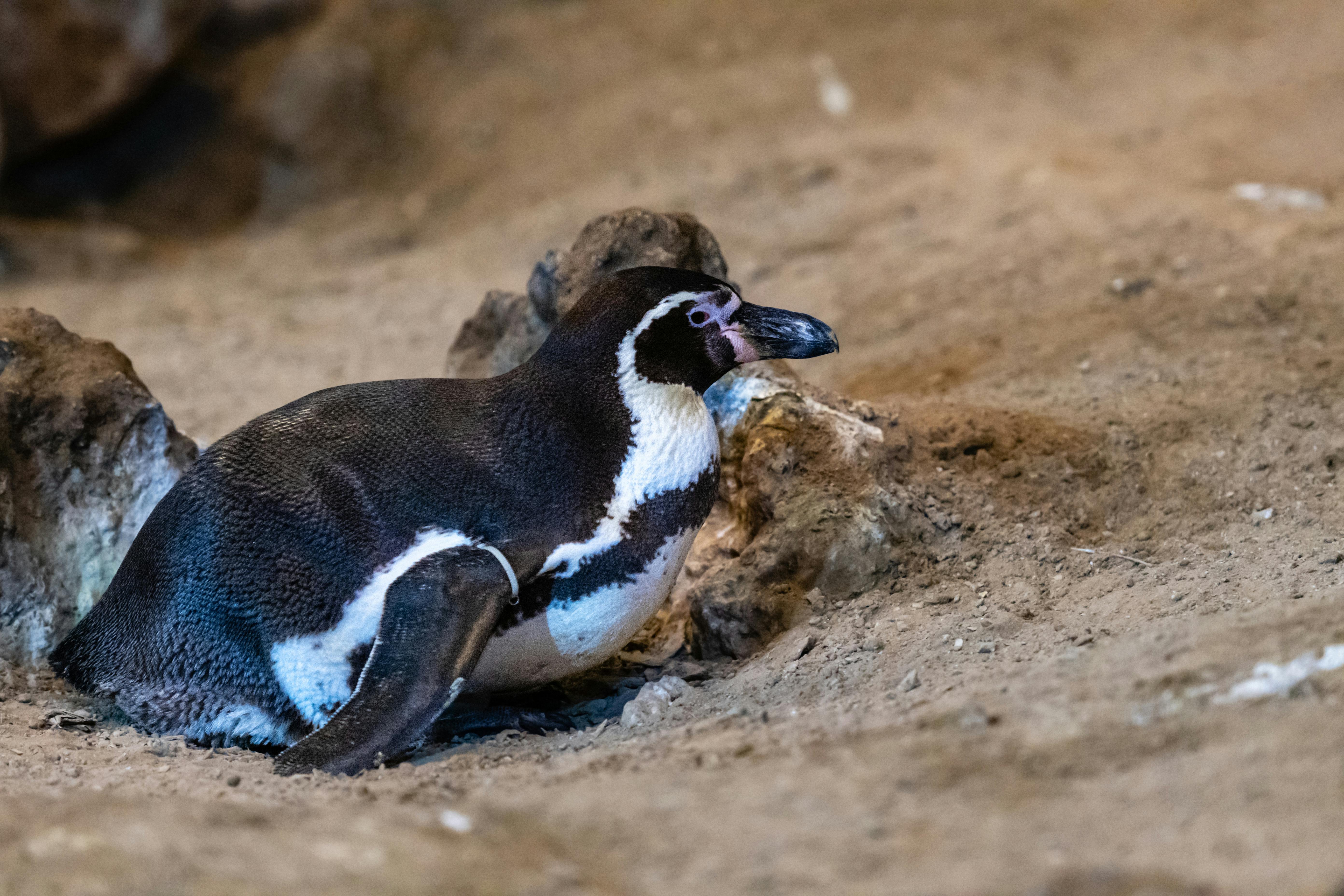 Close-up of a Penguin Lying in a Sandy Surface · Free Stock Photo