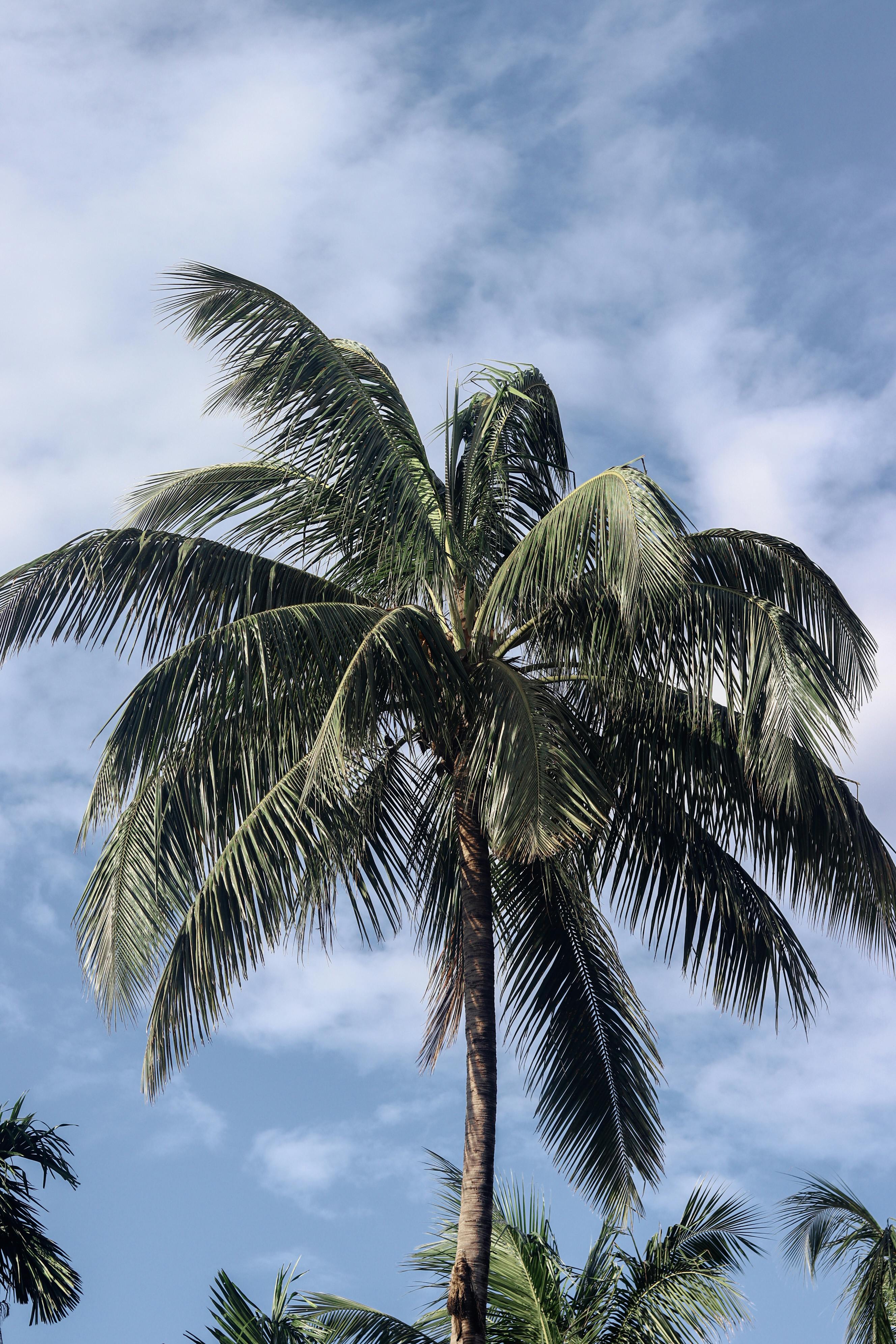 Worm's Eye-view Photography of Coconut Palm Trees · Free Stock Photo