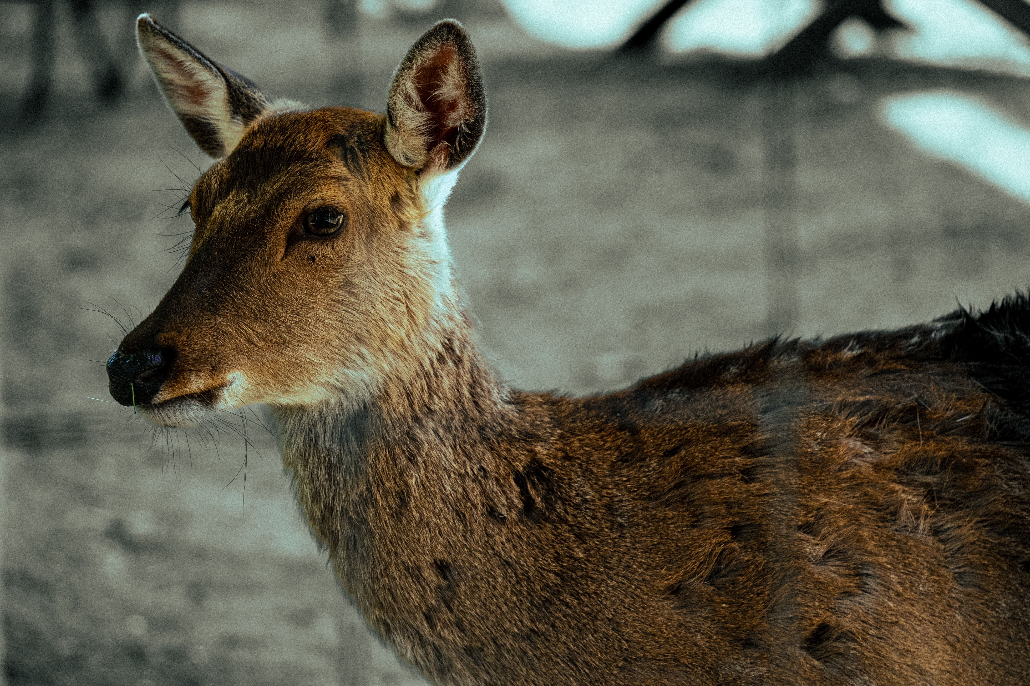 Foto profissional gratuita de cervus nippon yesoensis, fechar se, foco ...