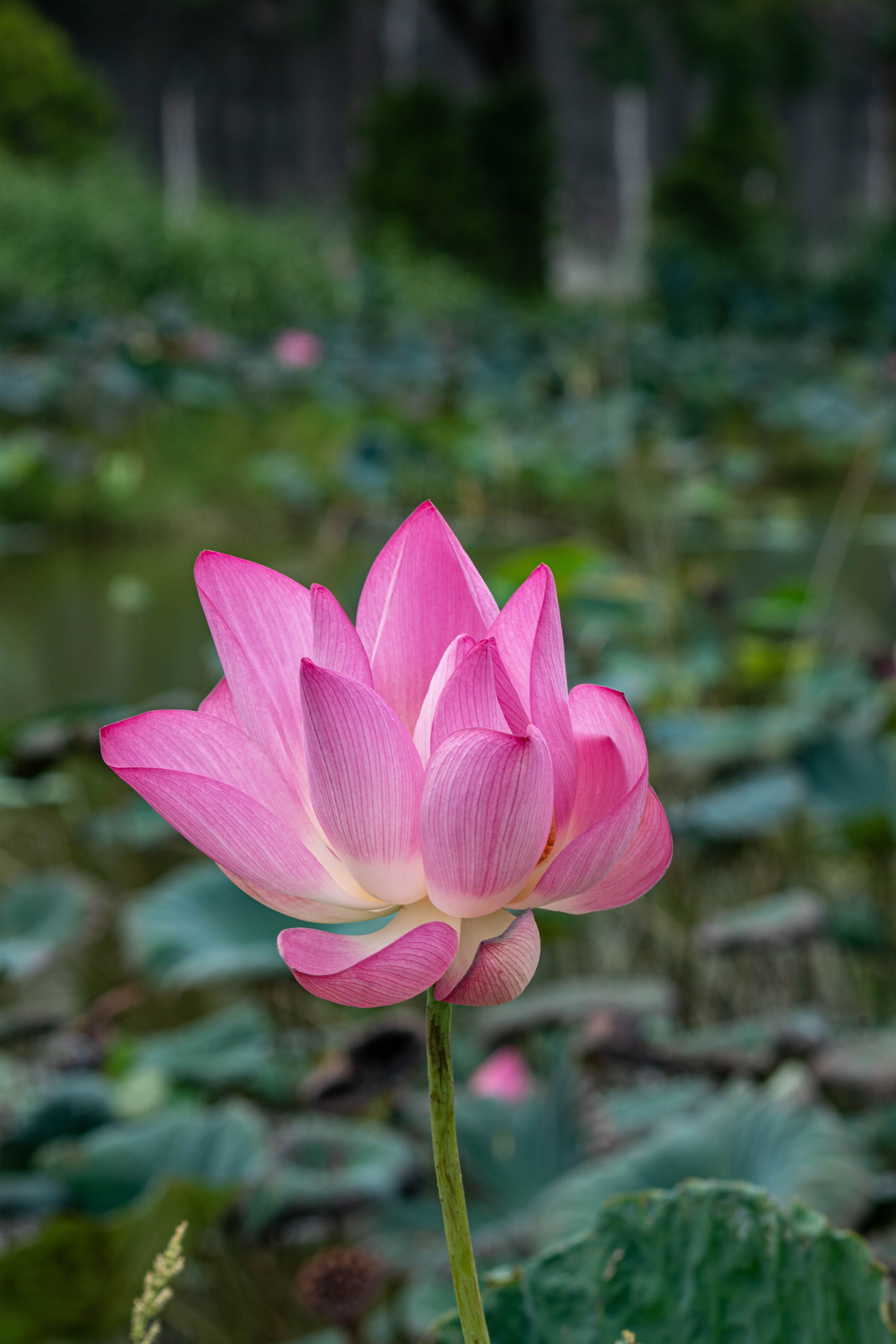 Close-up of a Pink Lotus · Free Stock Photo