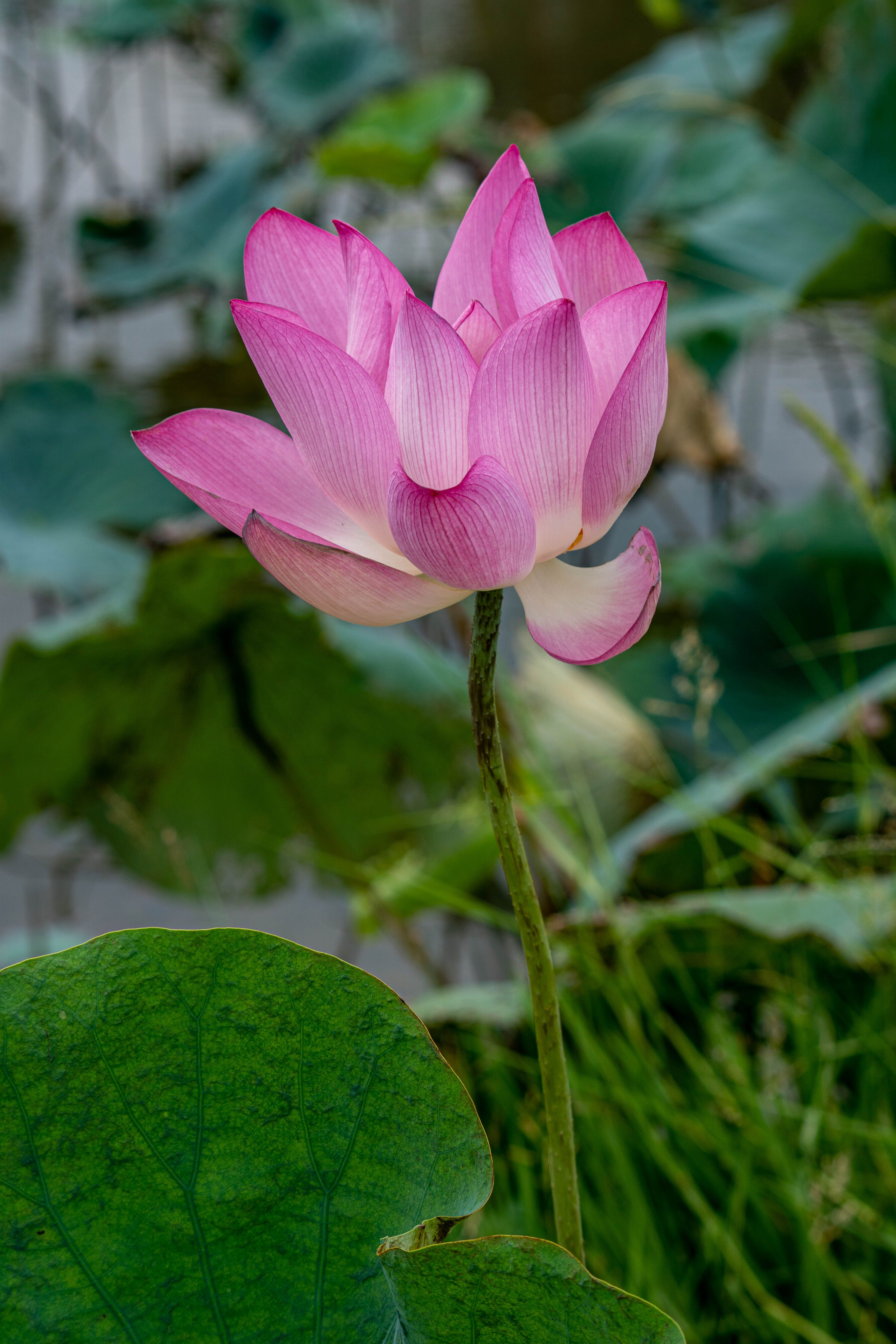 Pink Lutos Flower · Free Stock Photo