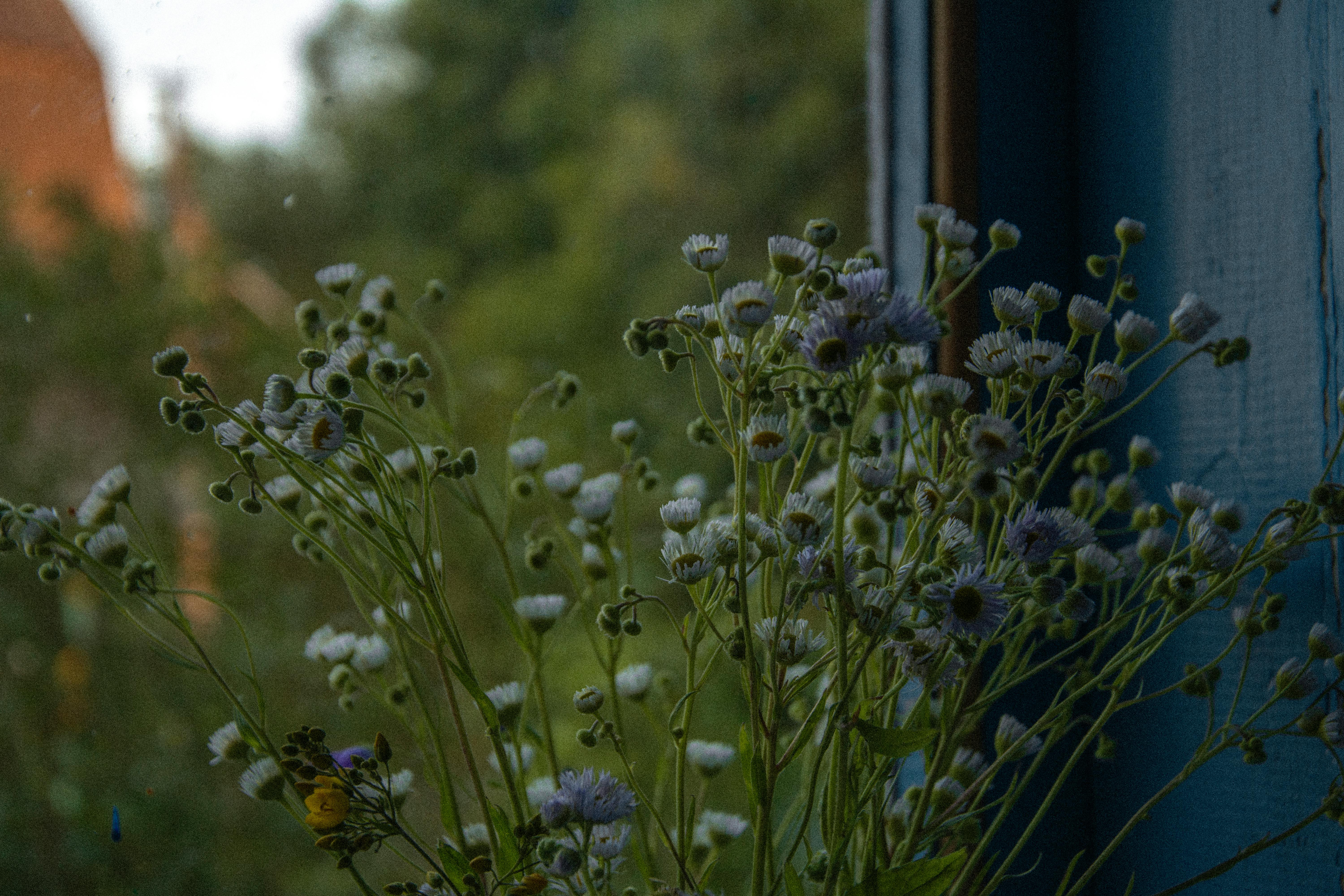 Wildflowers on Windowsill at Home · Free Stock Photo