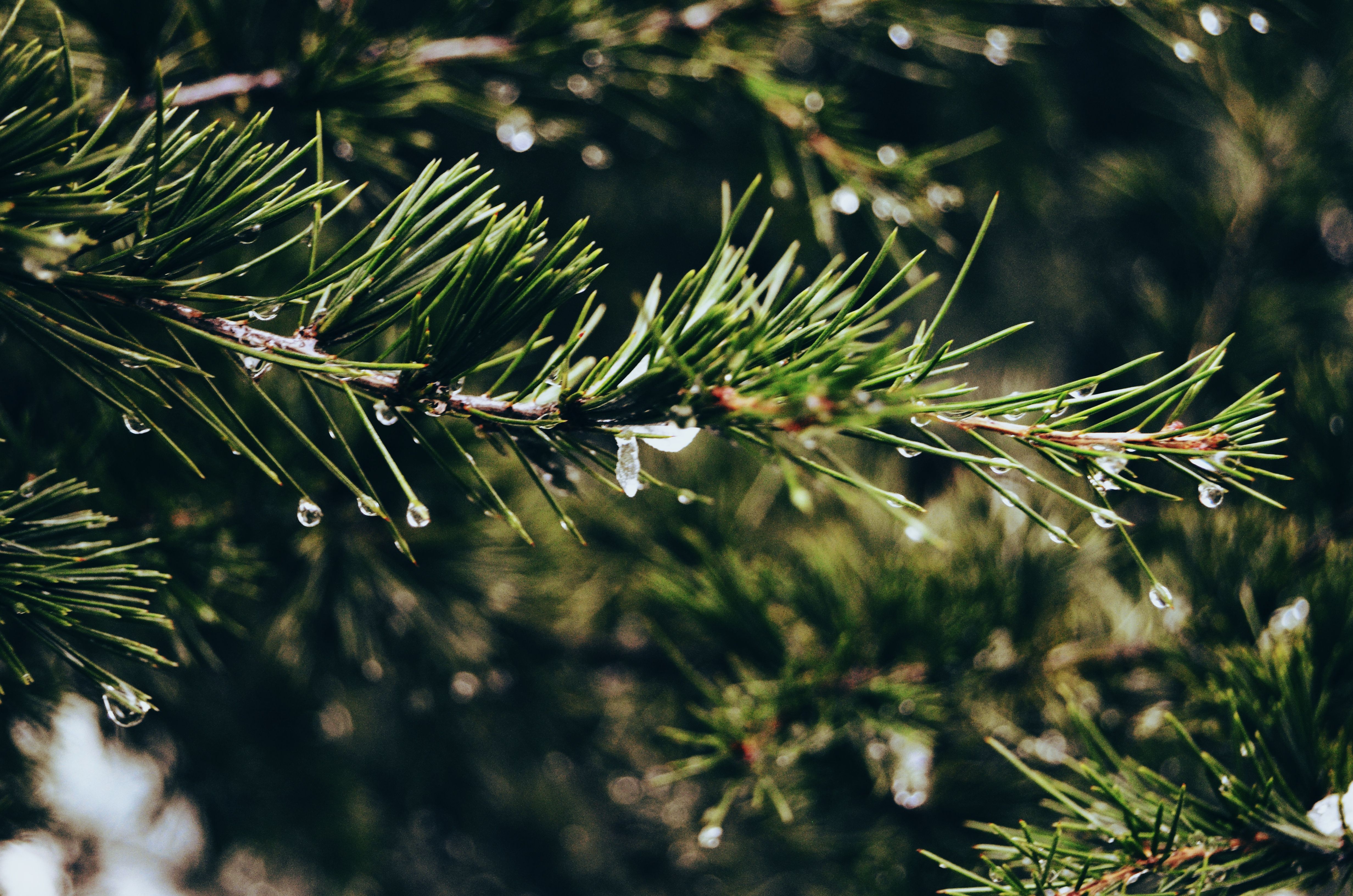 Close-up of a Wet Coniferous Branch · Free Stock Photo