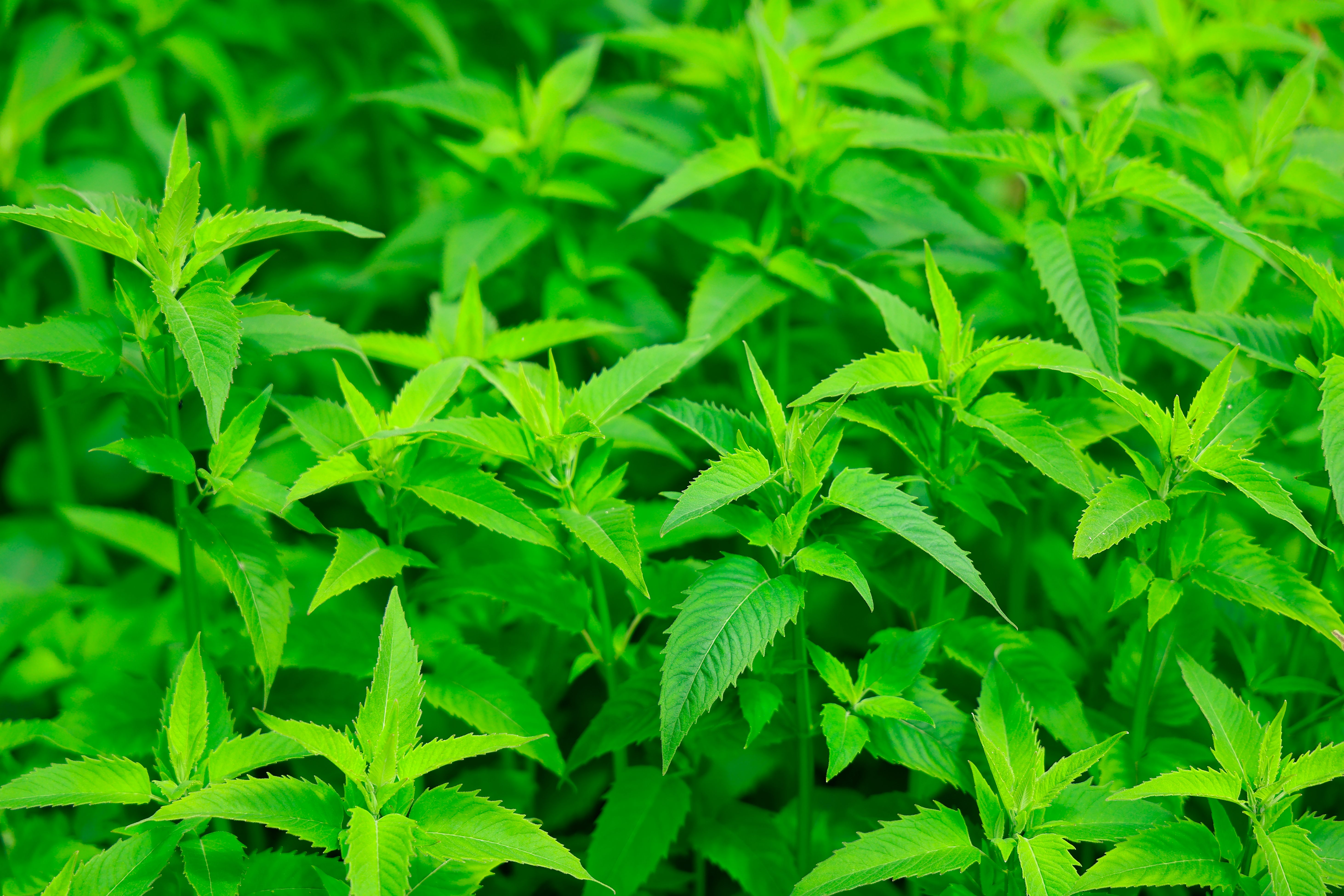 Photo of Green Peppermint Plant · Free Stock Photo