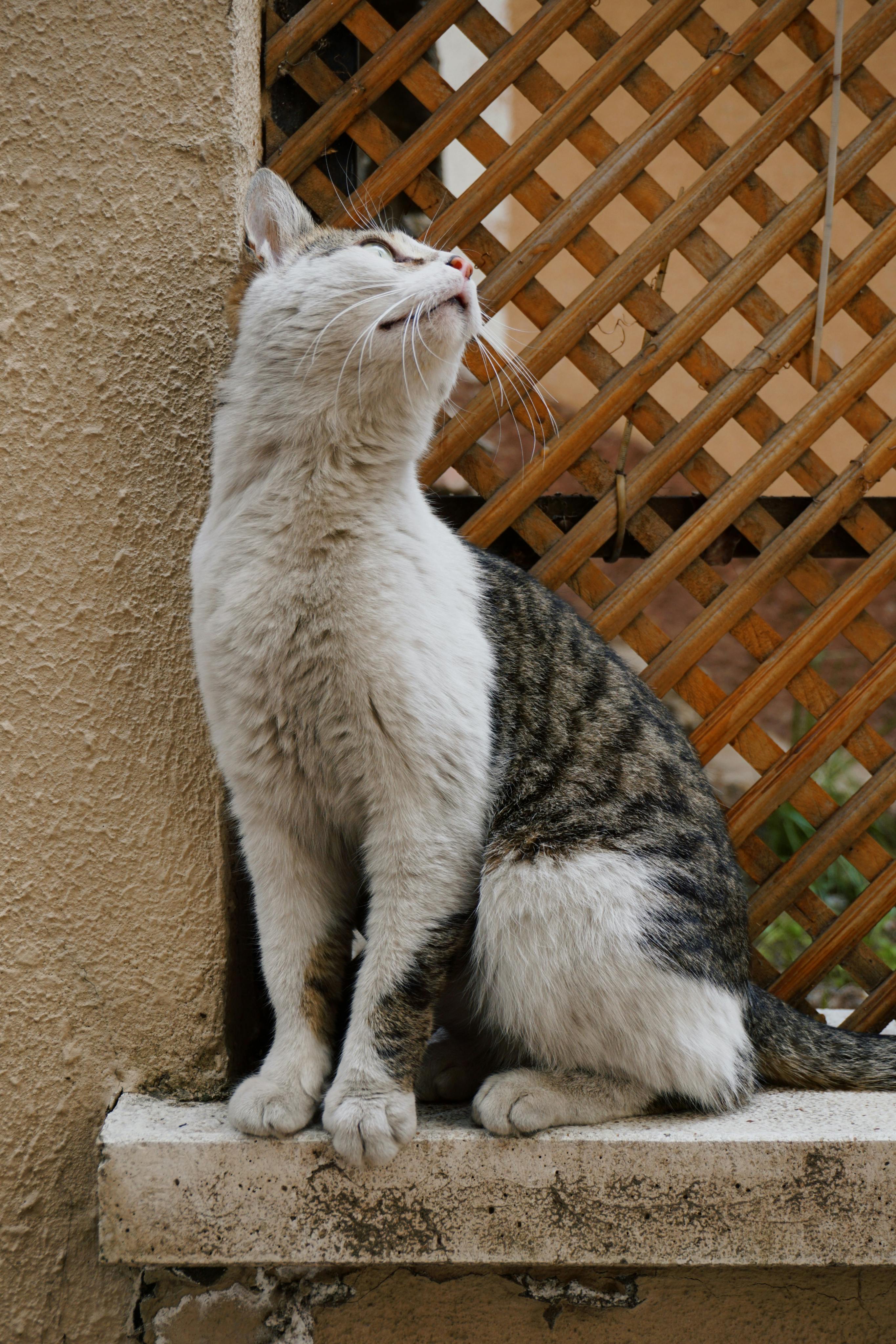 Cat Leadership Photos, Download The BEST Free Cat Leadership Stock ...