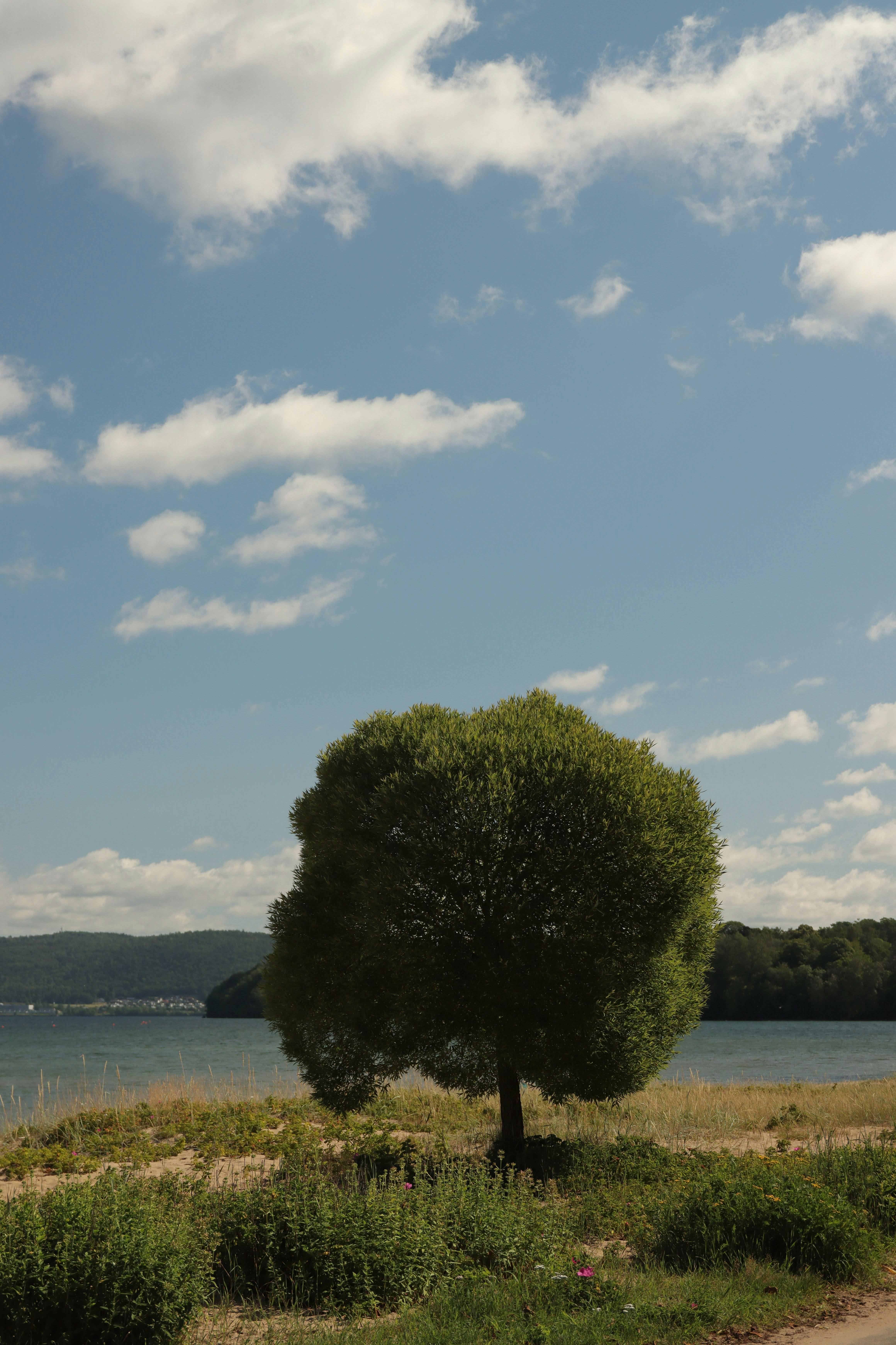 Lone Green Tree Growing at a Lake Shore · Free Stock Photo