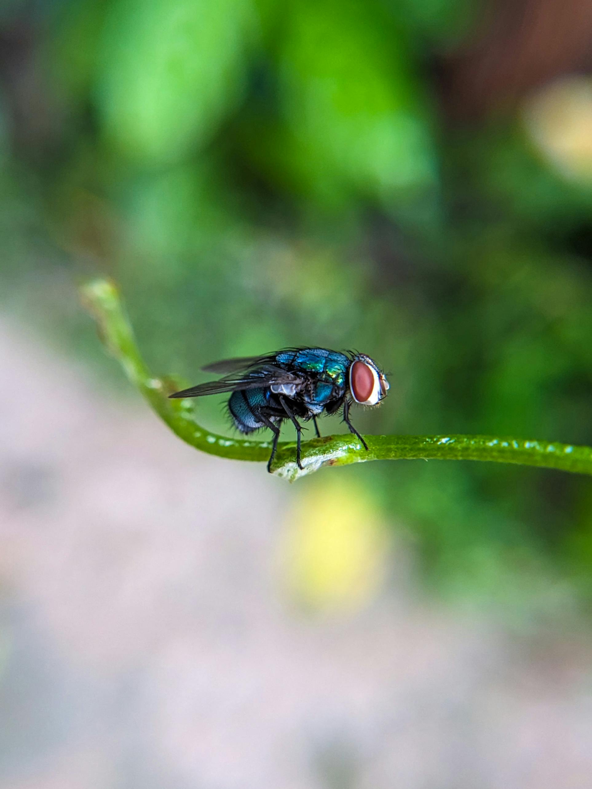 Close-up of a Fly · Free Stock Photo