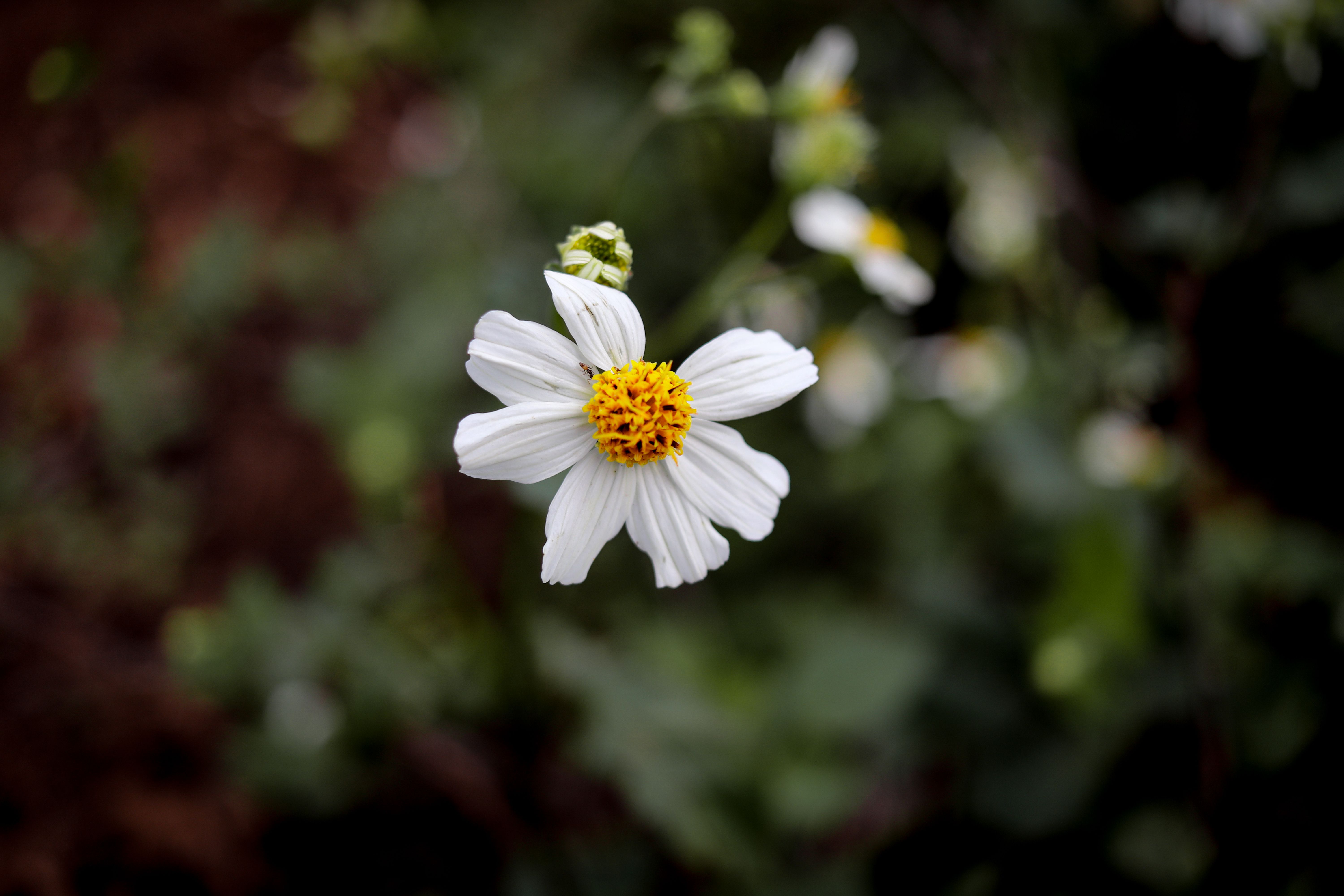 Close-up on Chamomile Flower · Free Stock Photo