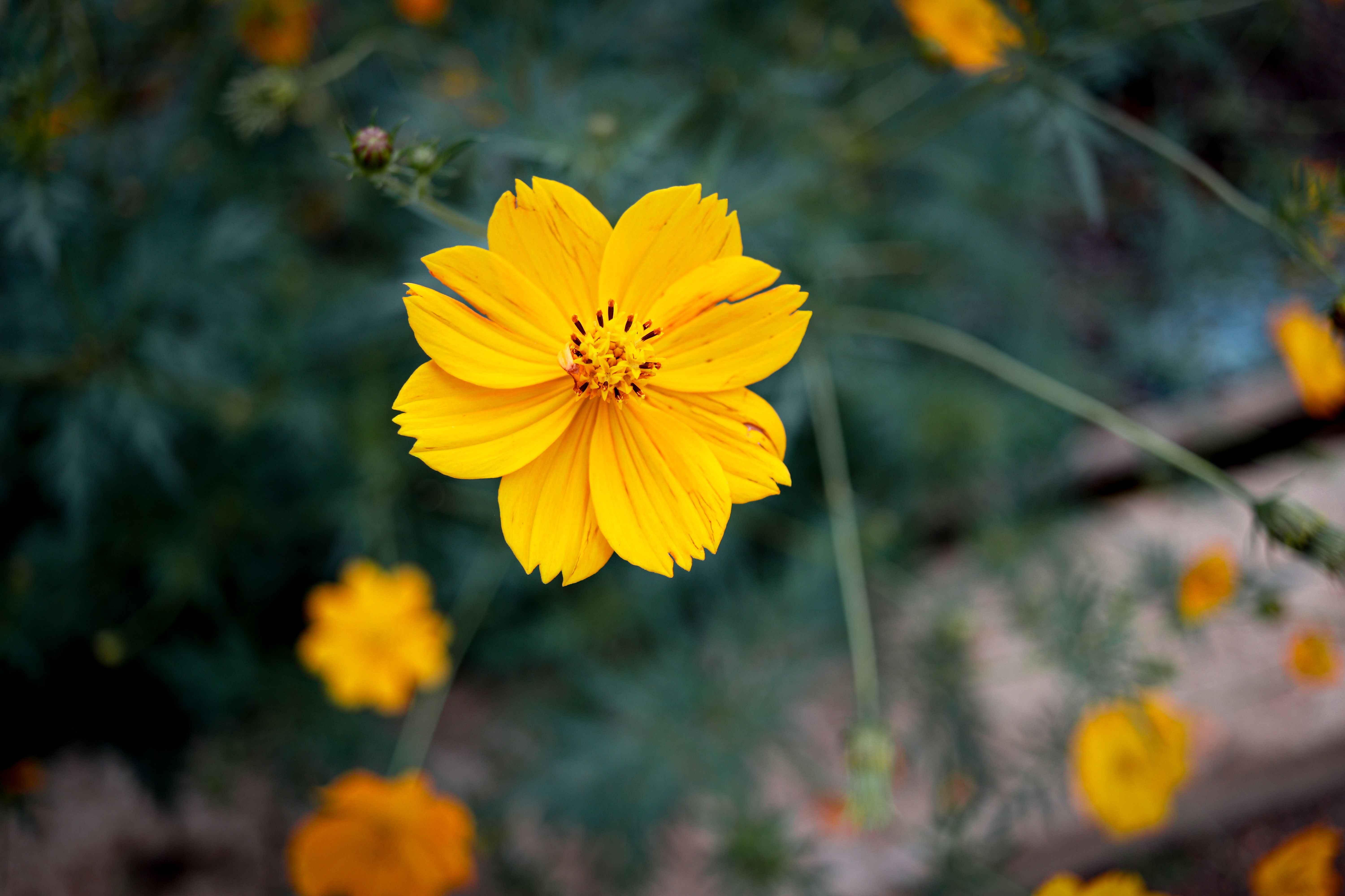 Yellow Cosmos Flower · Free Stock Photo