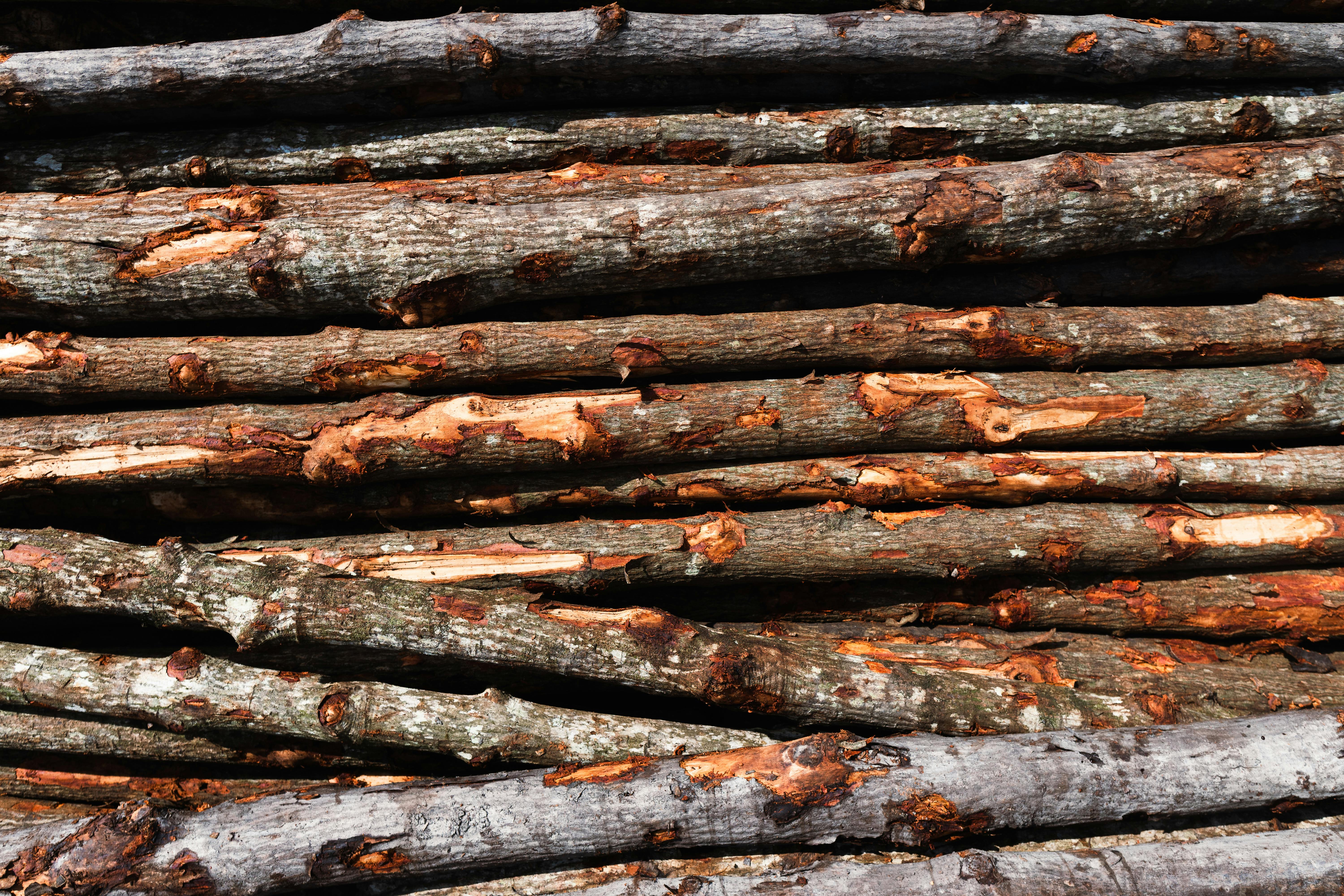 Close-Up Shot of Wooden Logs · Free Stock Photo