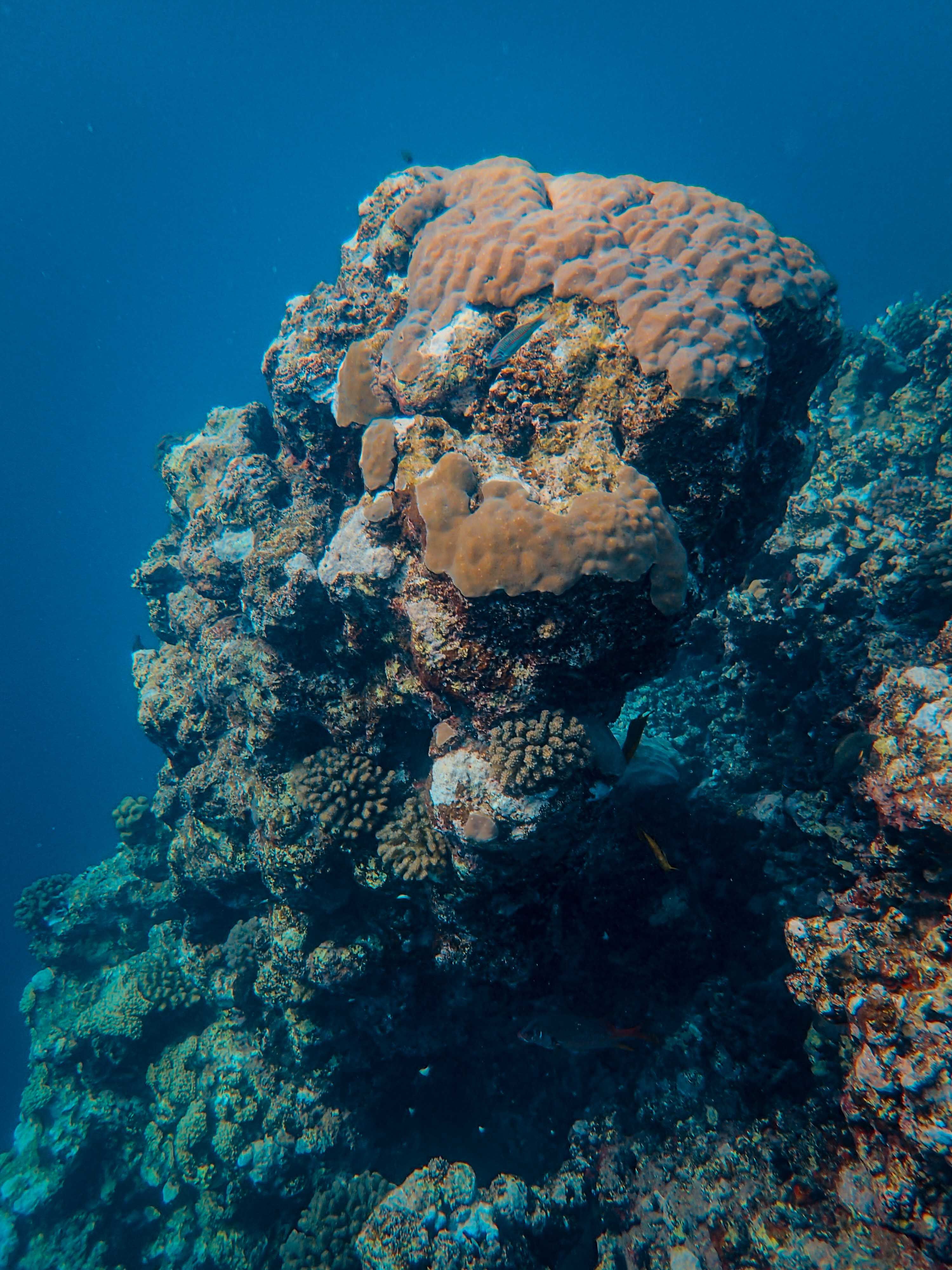 Close up of Coral on Seabed · Free Stock Photo
