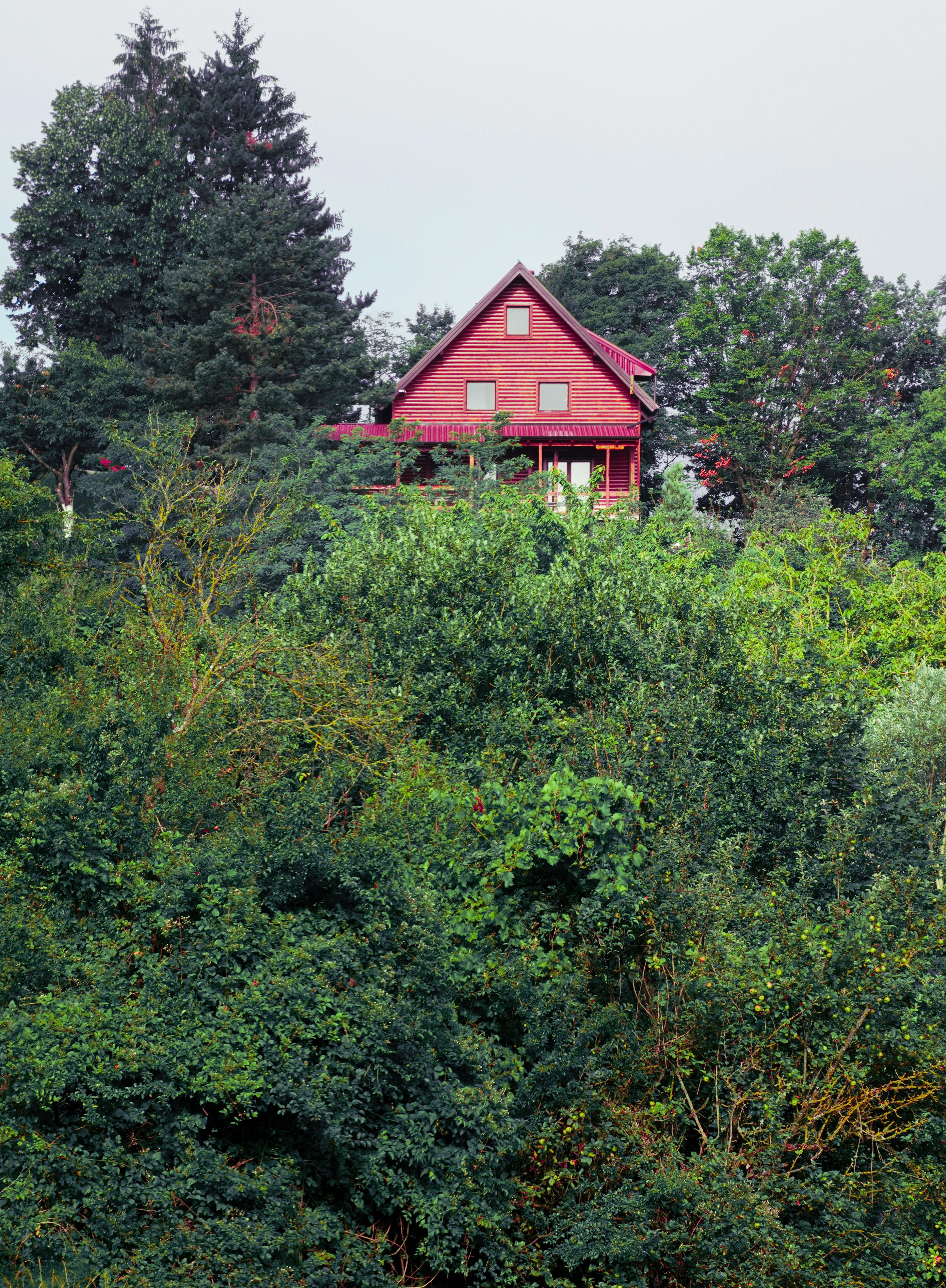 A House Behind Trees · Free Stock Photo