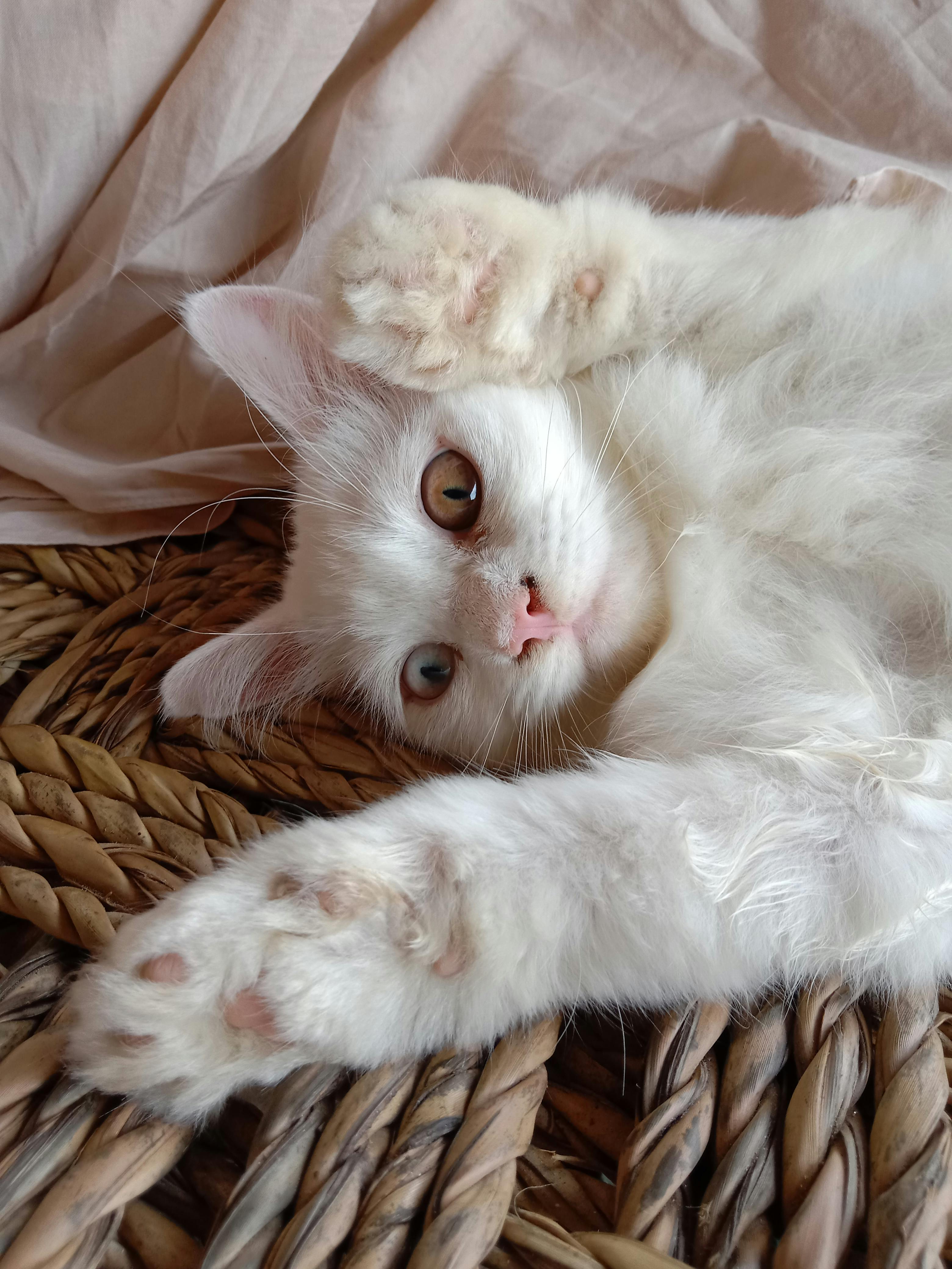 A Cat Lying Down · Free Stock Photo