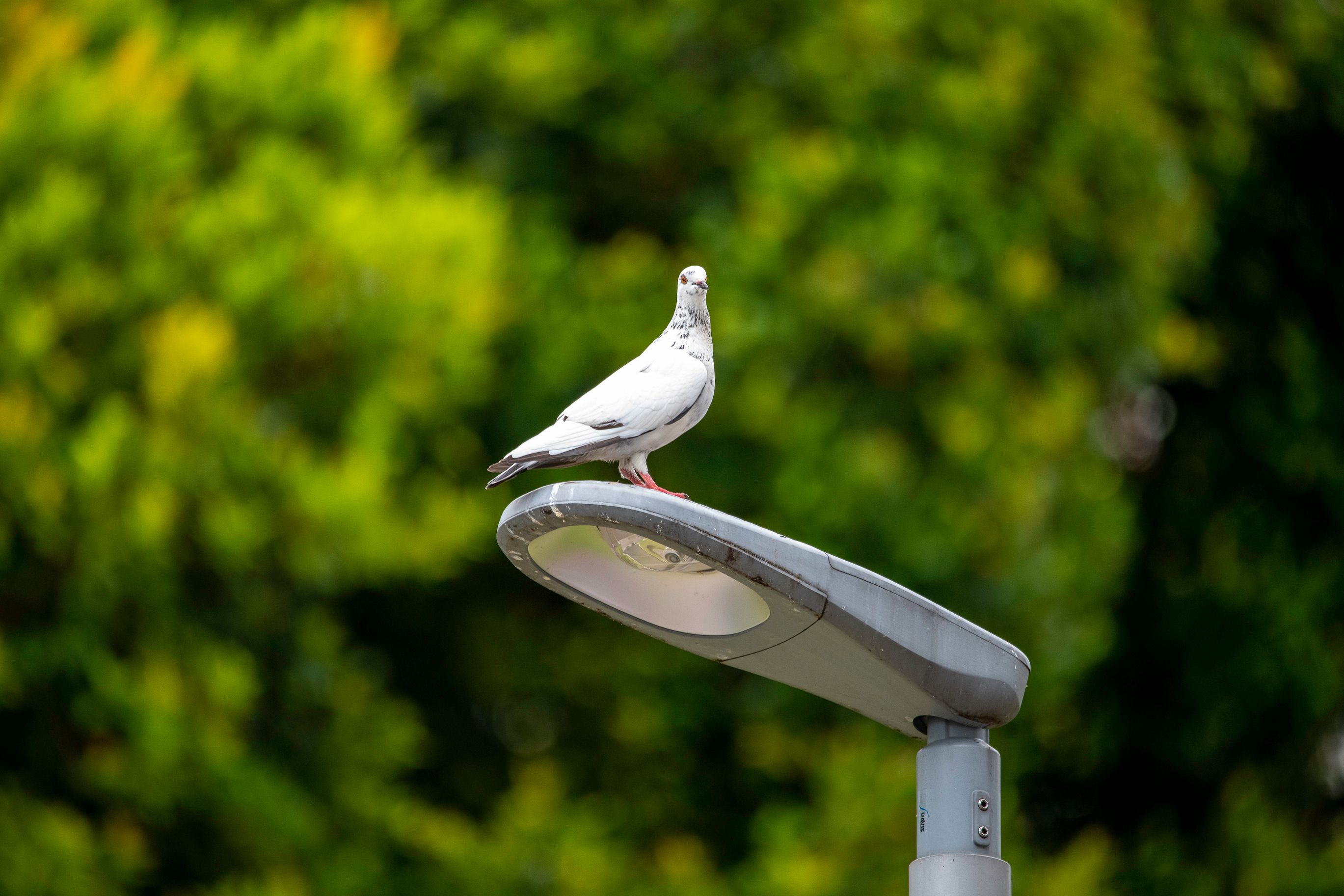 Bird Images Photos, Download The BEST Free Bird Images Stock Photos ...