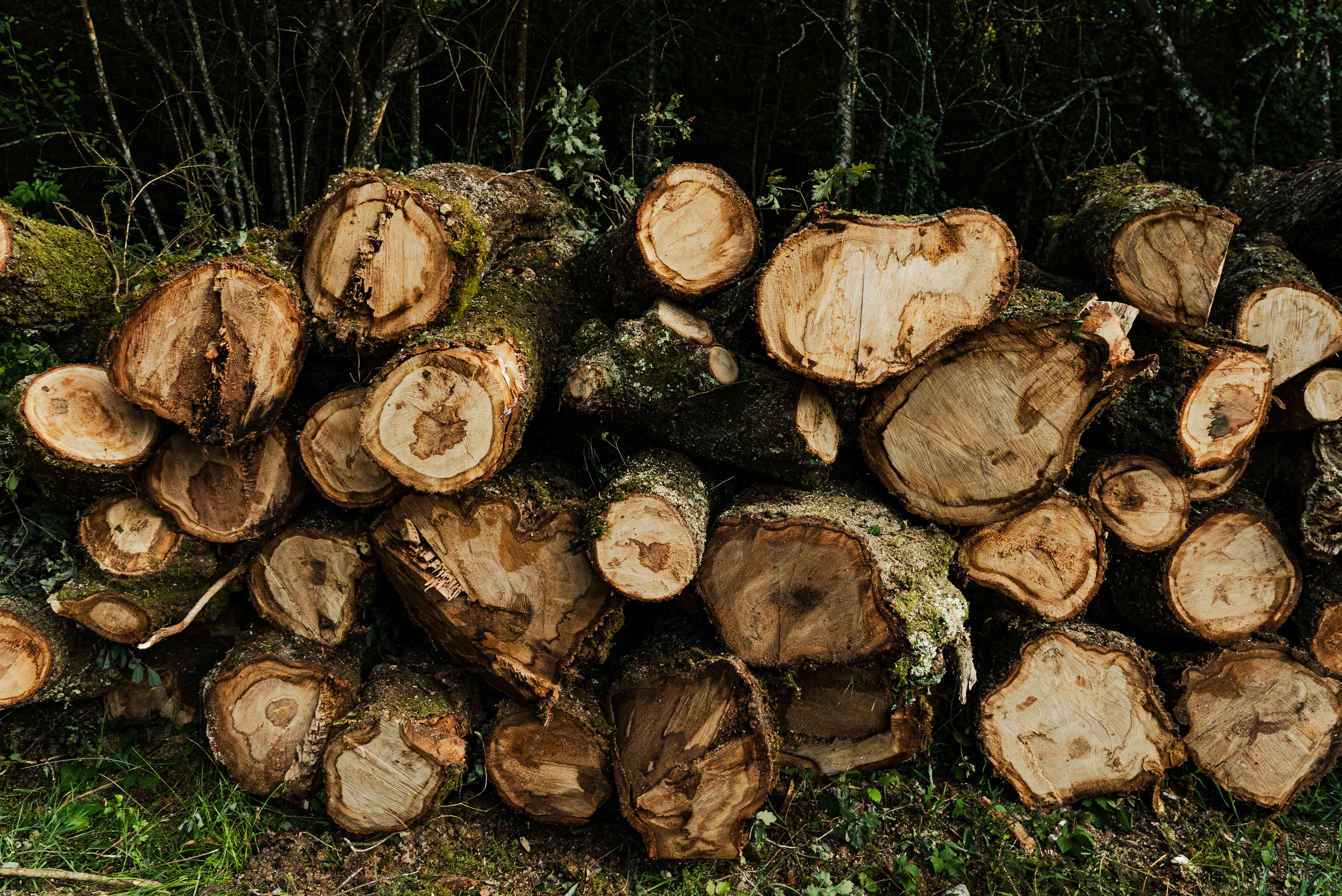 Hickory Firewood Photos, Download The BEST Free Hickory Firewood Stock ...