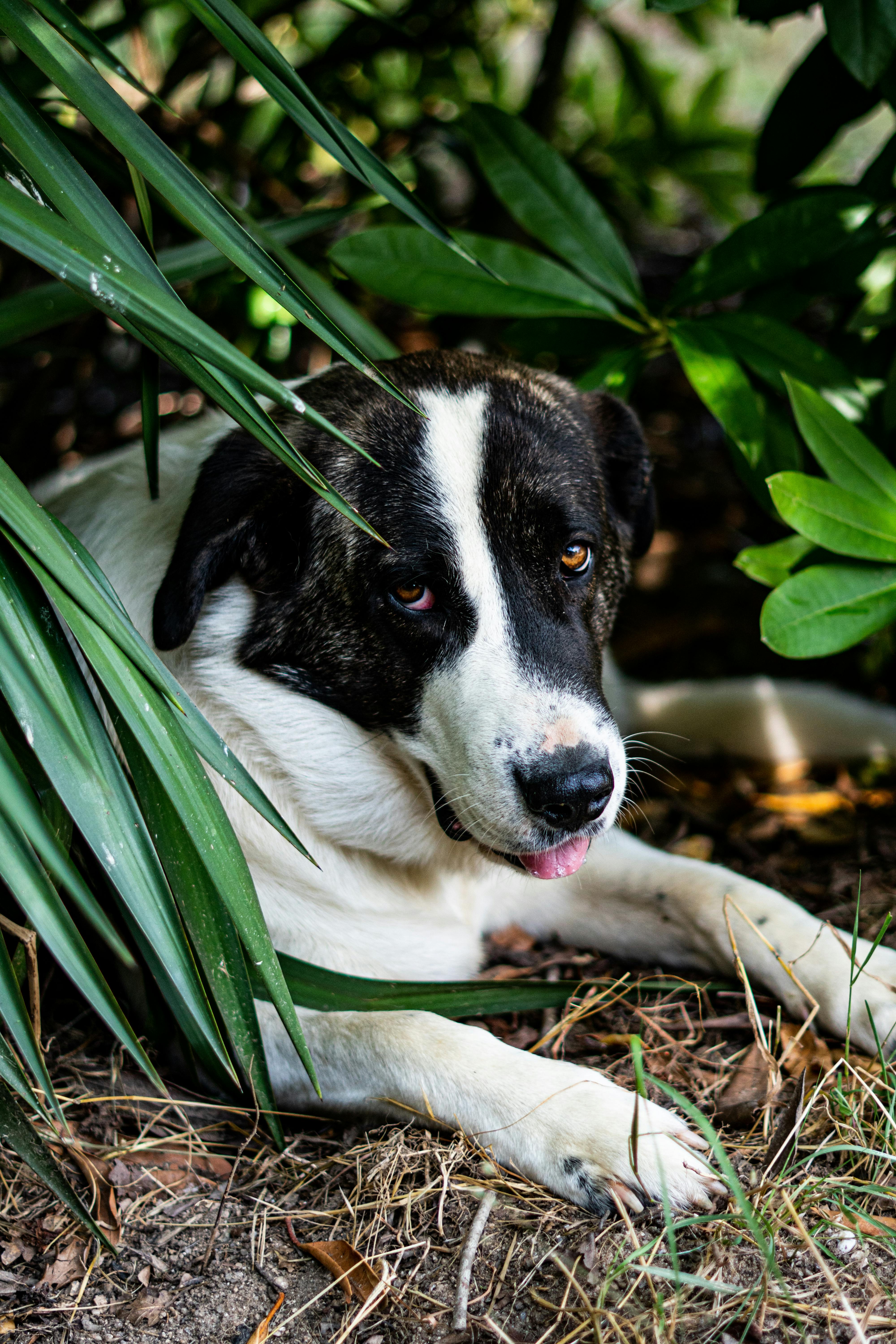 Dog 4dx Test Photos, Download The BEST Free Dog 4dx Test Stock Photos ...