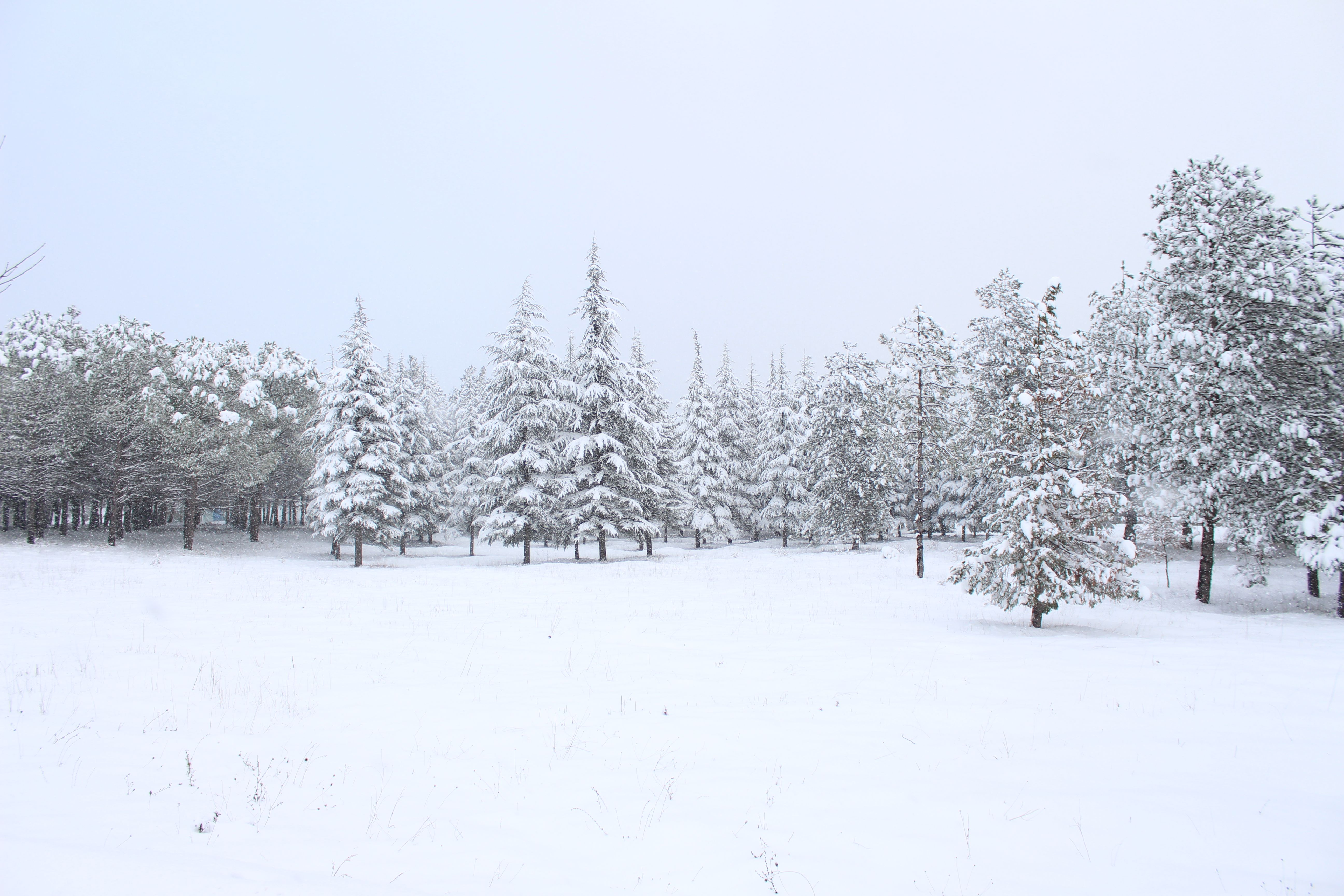 Snow Dive Photos, Download The BEST Free Snow Dive Stock Photos & HD Images