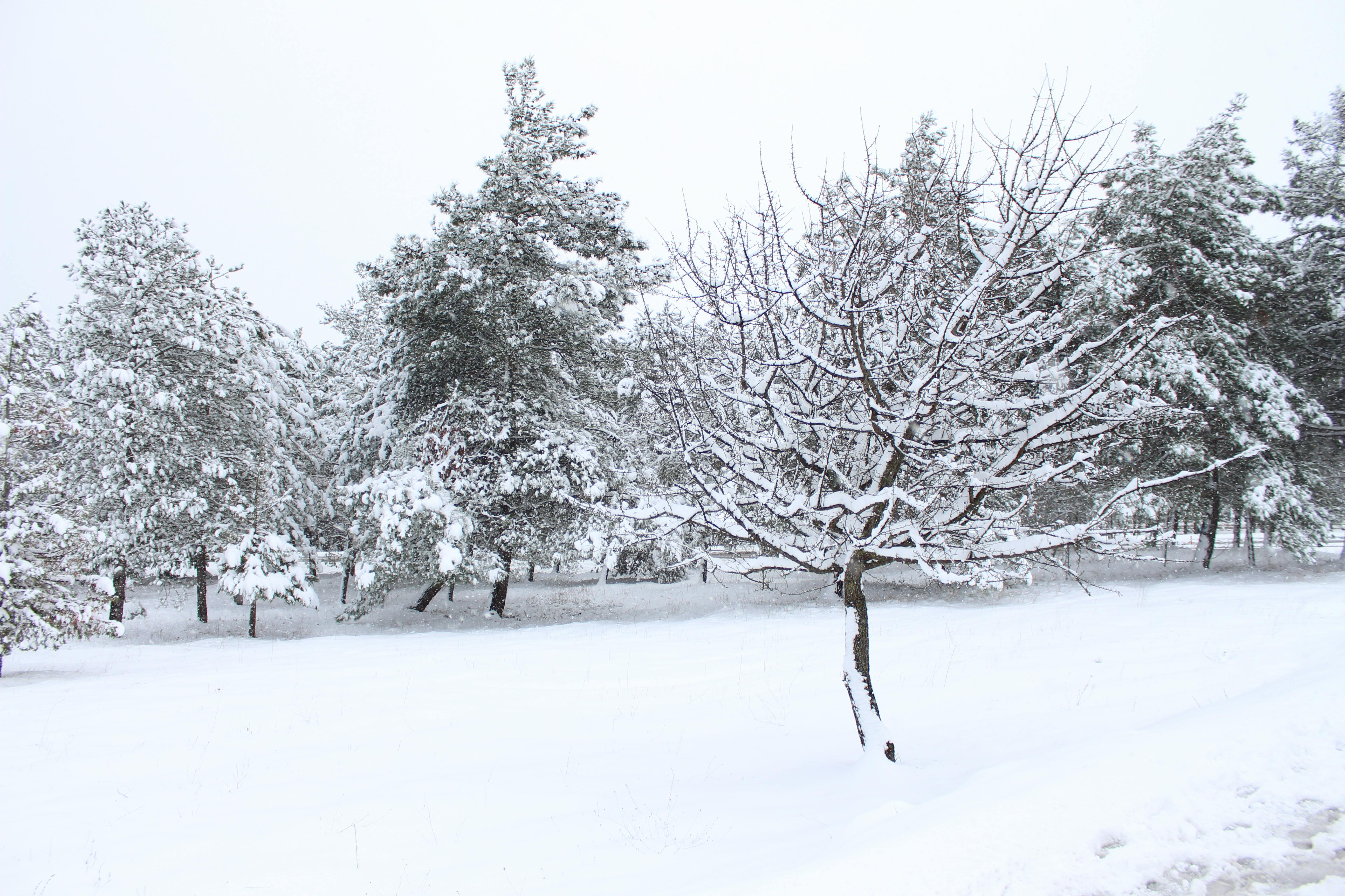 Winter Compass Photos, Download The BEST Free Winter Compass Stock ...