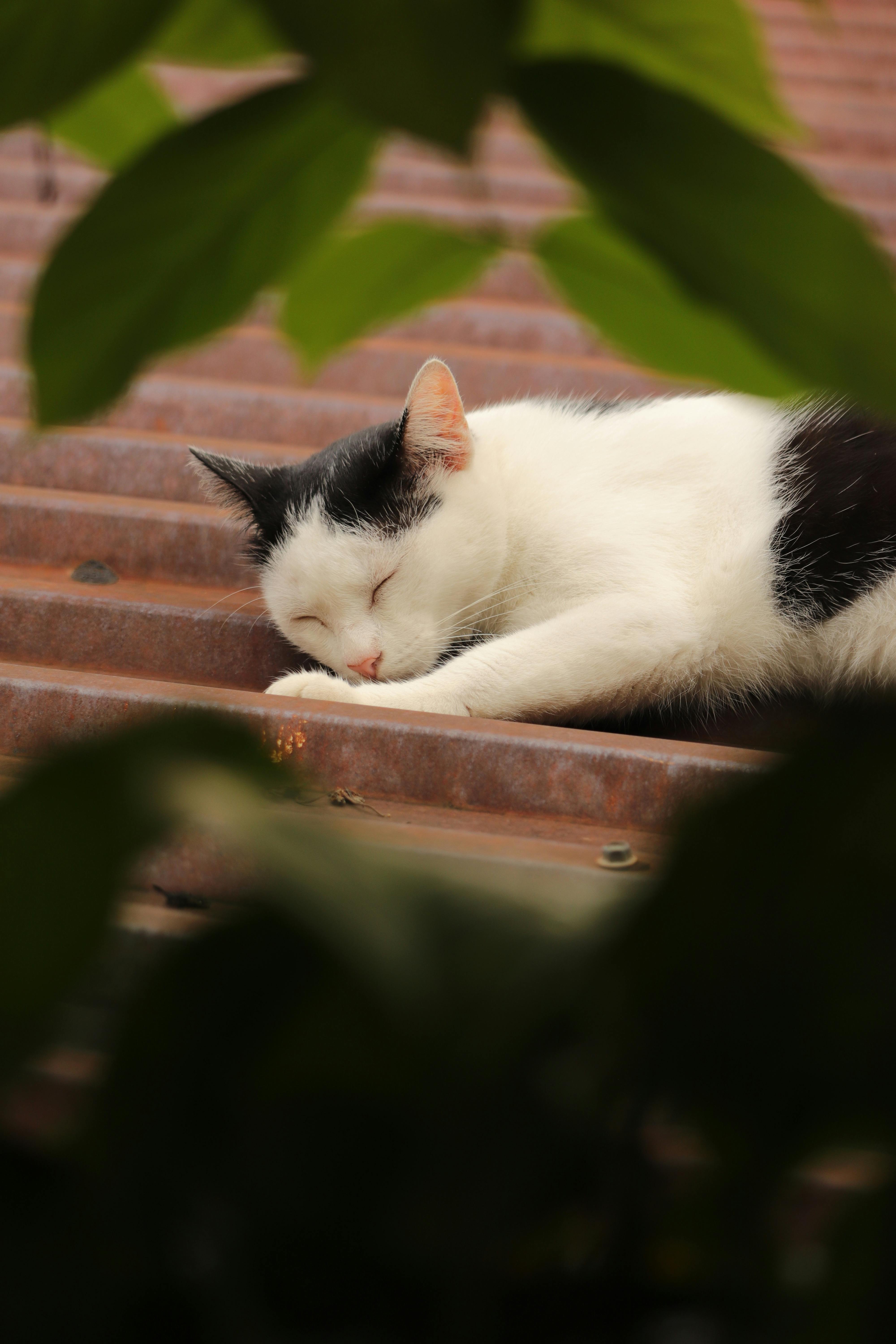 Adorable Cat Sleeping on the Desk · Free Stock Photo
