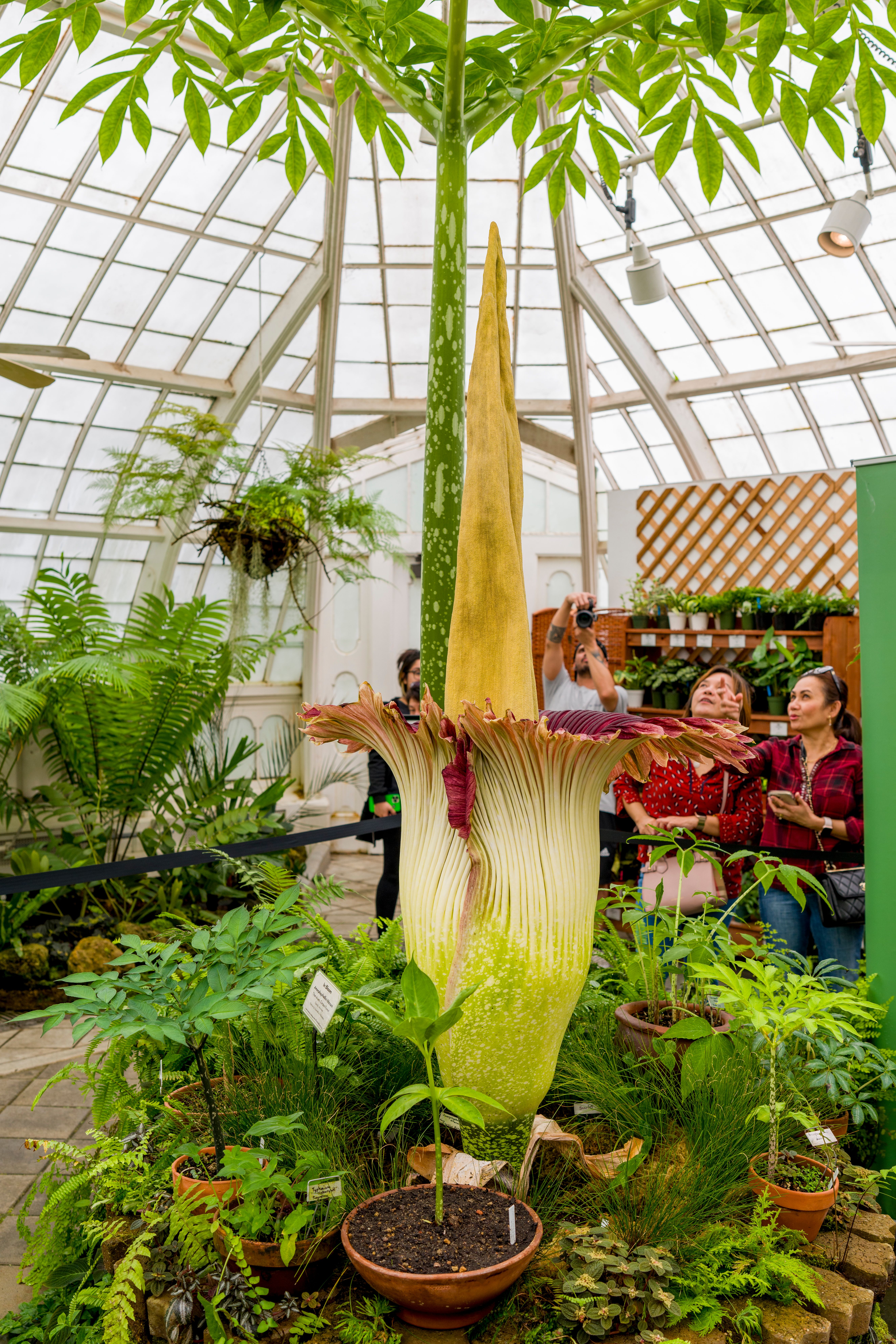 Titan Arum Plant in Conservatory of Flowers Greenhouse in San Francisco ...