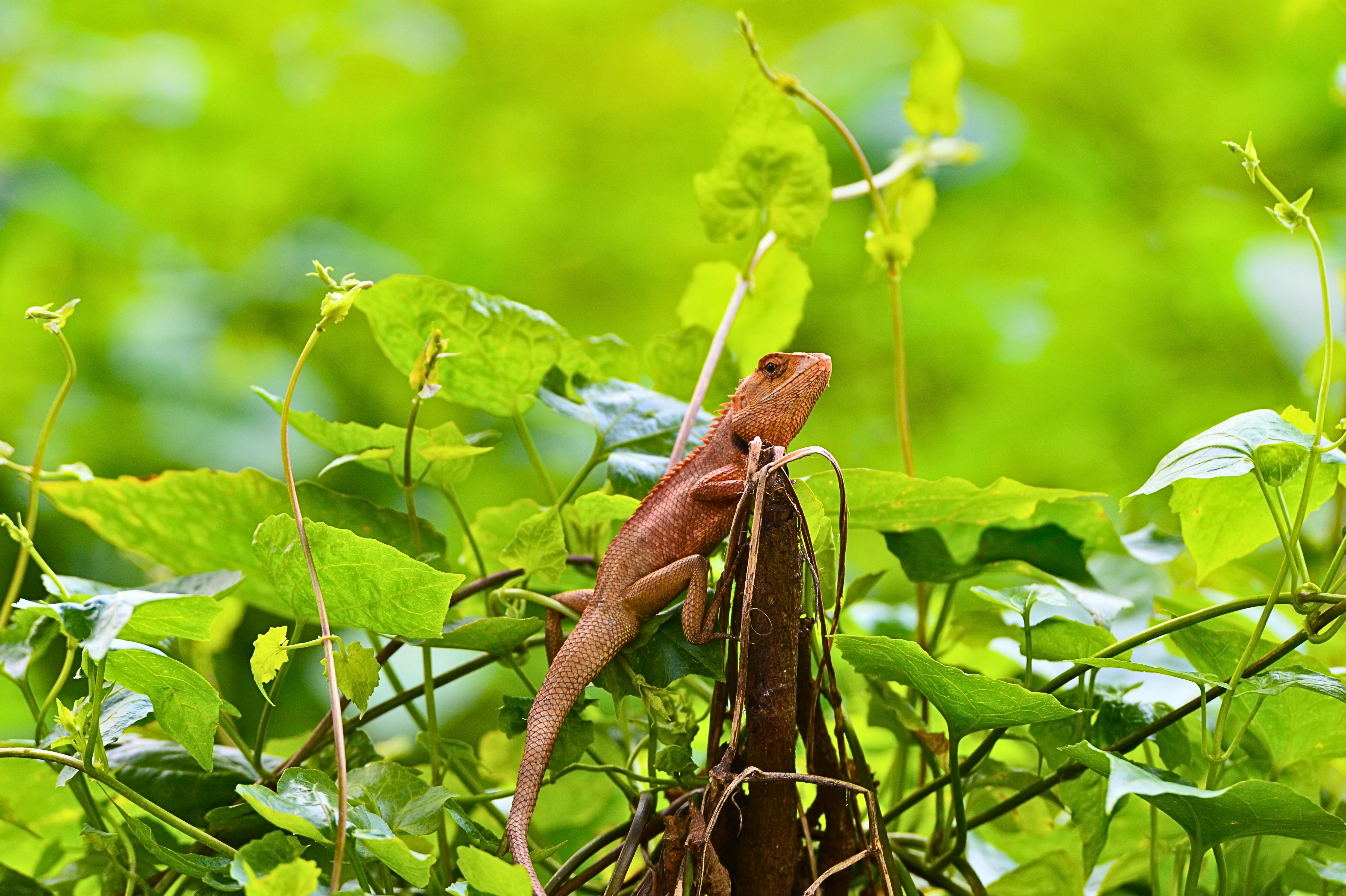 Lizard in Nature · Free Stock Photo
